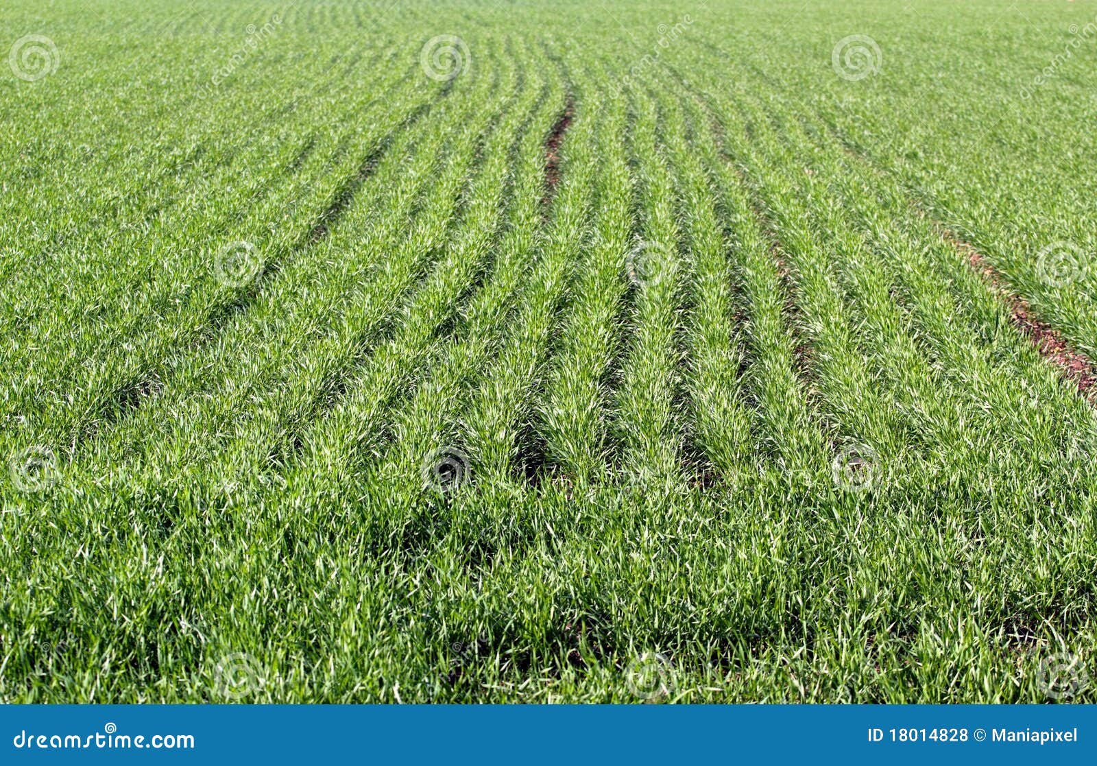 Sown field stock photo. Image of country, green, rows - 18014828
