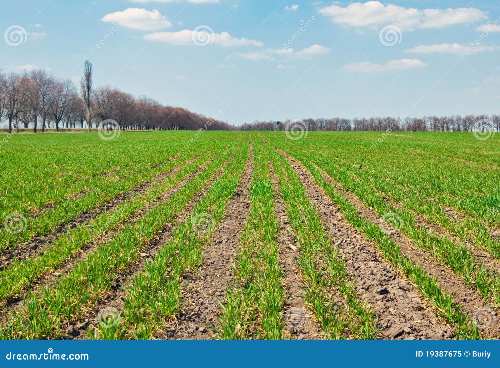 Sown field stock image. Image of green, meadow, lawn - 19387675