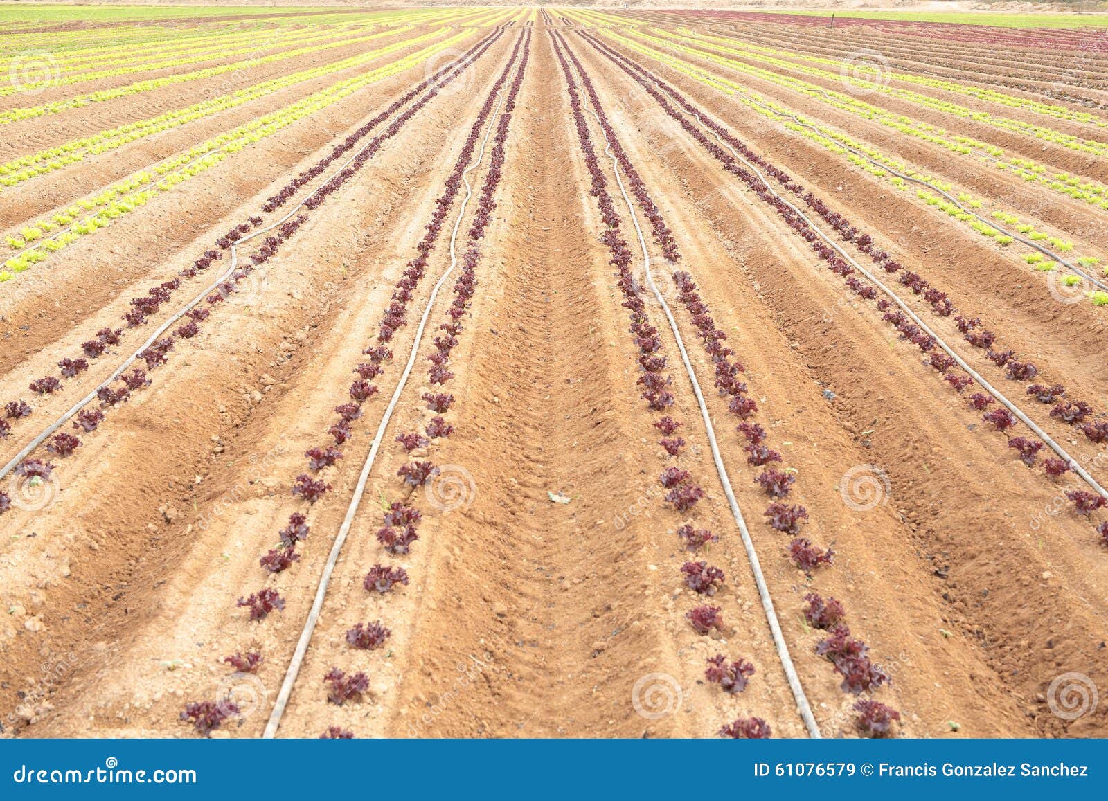 Sown field stock image. Image of nature, field, planted - 61076579