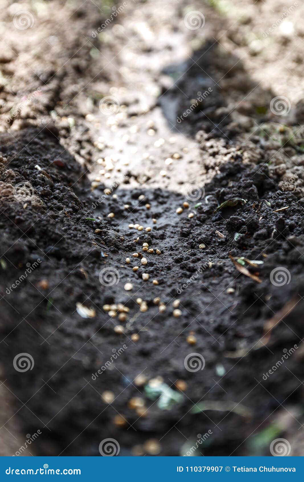 Sown Seeds in the Ground, in Perspective and Blur Stock Image - Image ...