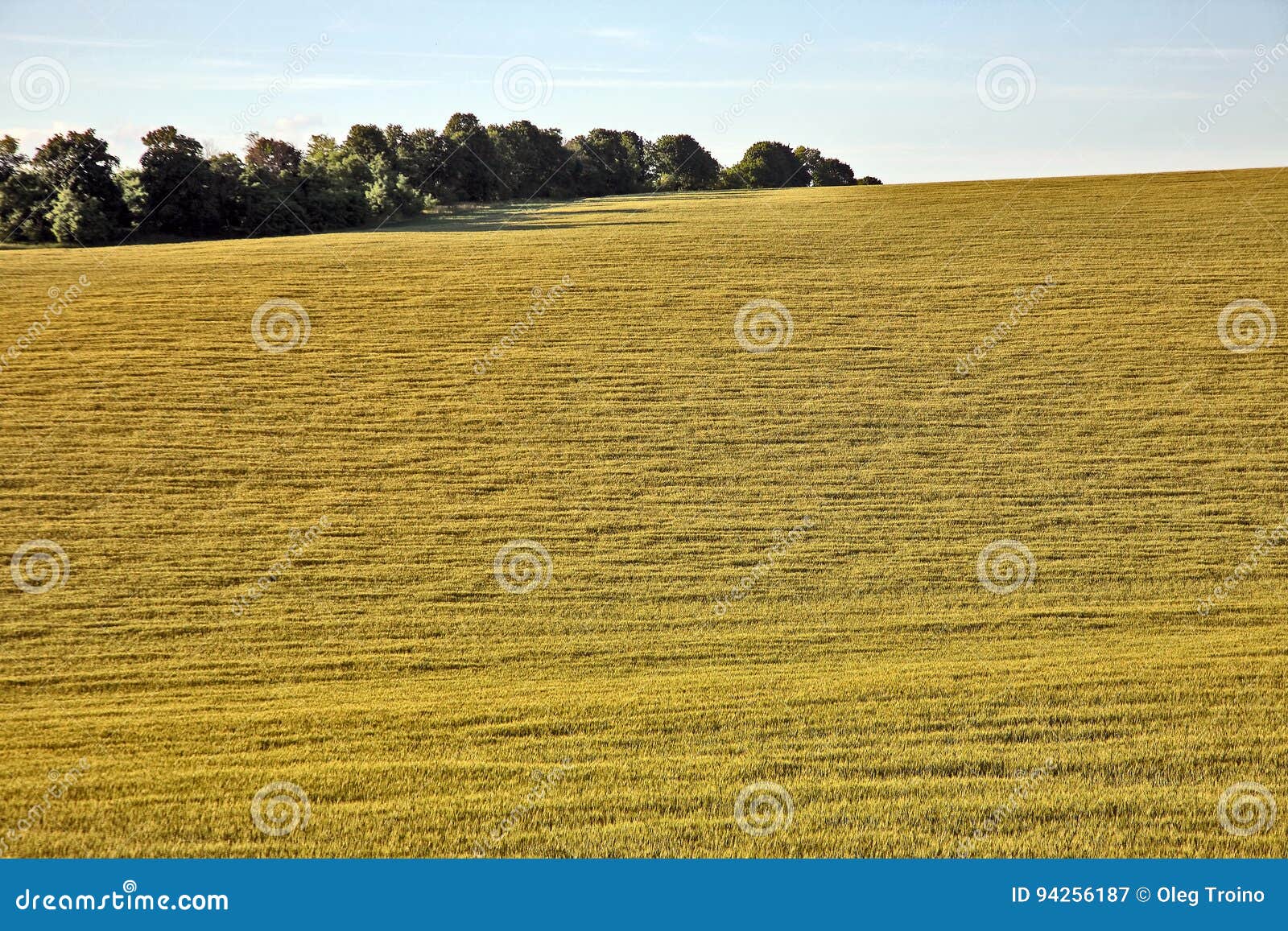 Sown with Wheat Field on Background of the Sky Stock Image - Image of ...
