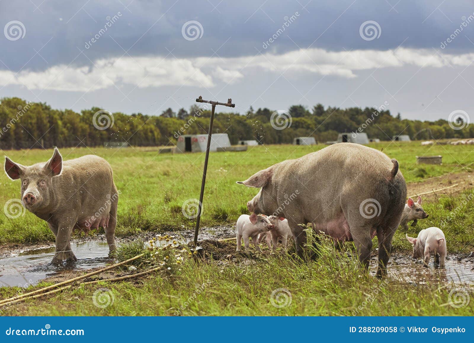 Sows with Piglets Playing in a Puddle in Eco Farm in Denmark Stock ...