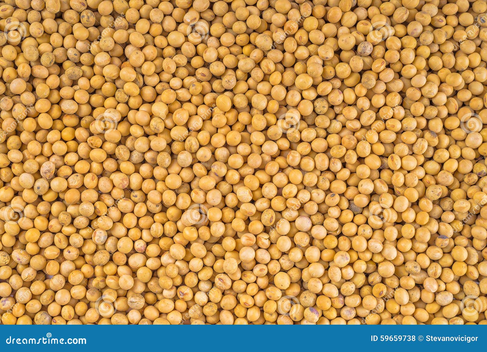 Soy bean stock photo. Image of grain, background, organic - 59659738