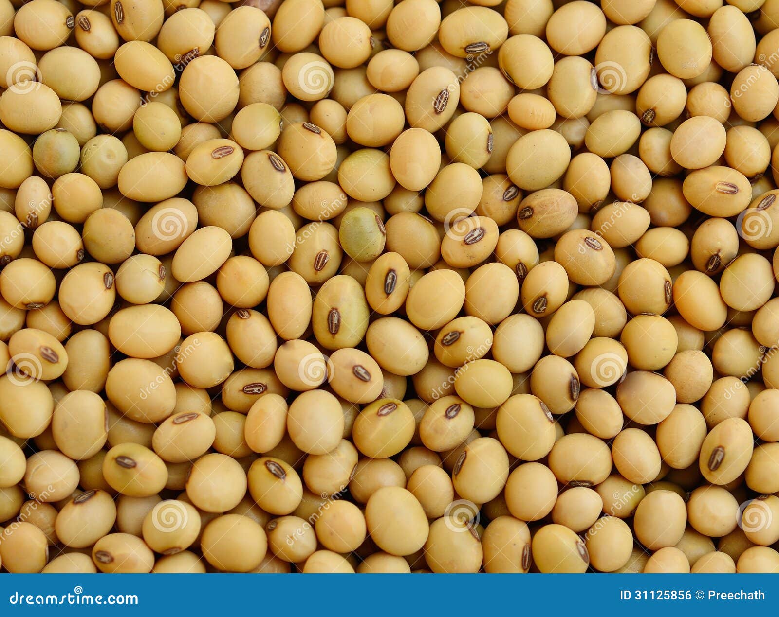 Soy bean stock photo. Image of plant, asia, organic, protein - 31125856