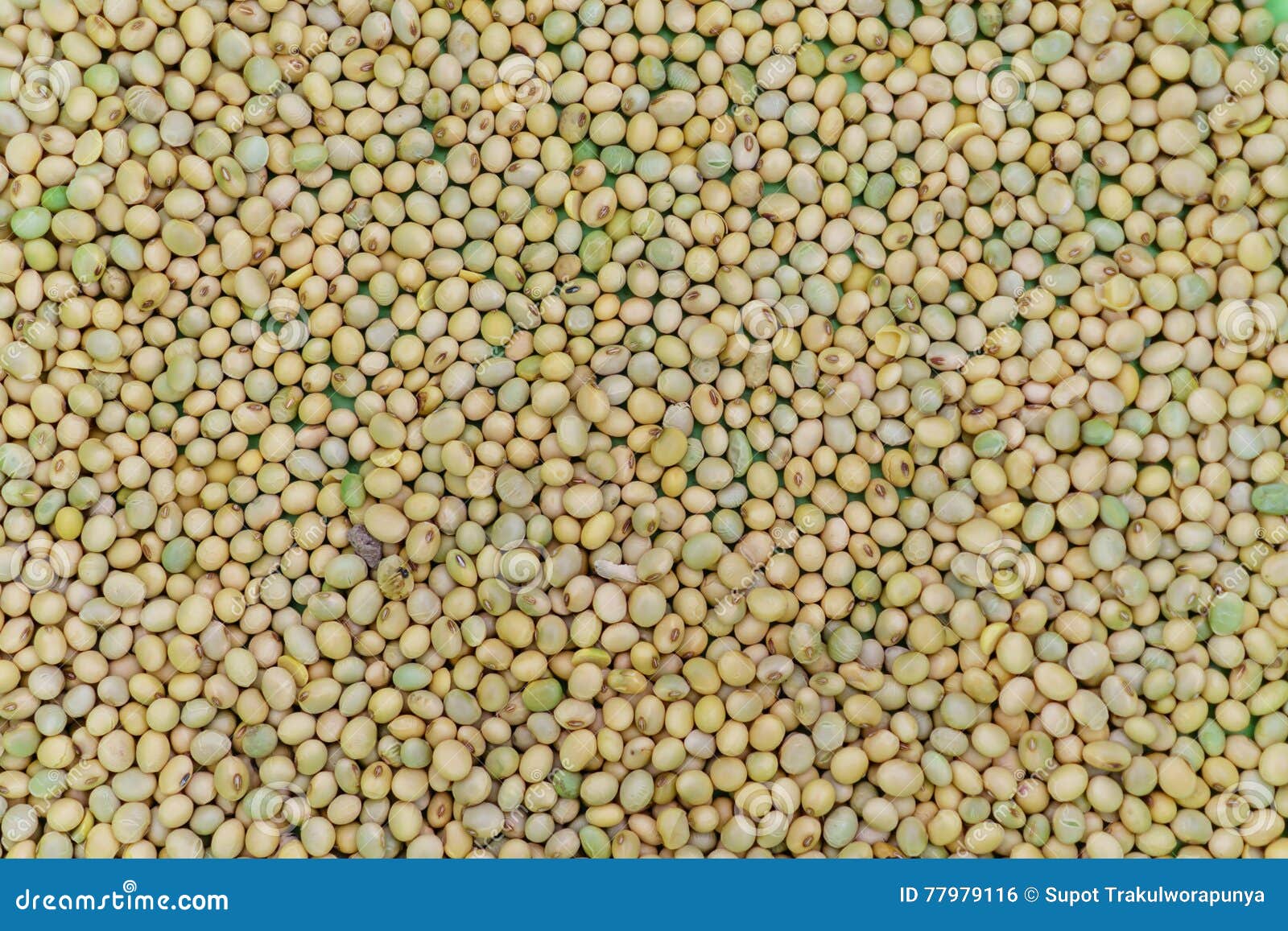 Soy Bean Background Texture Stock Photo - Image of diet, food: 77979116