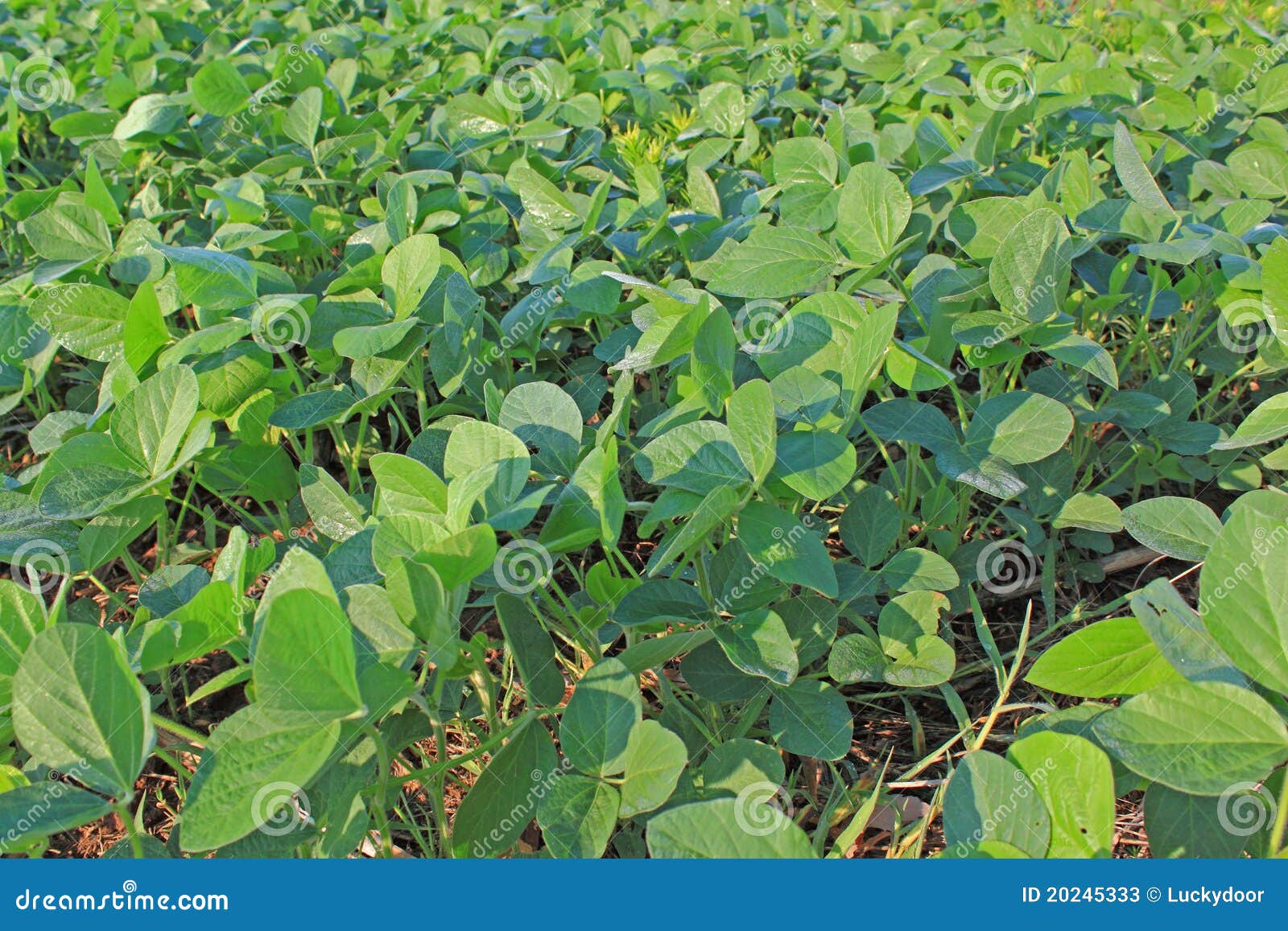 Soy Bean Field stock image. Image of edible, protein - 20245333