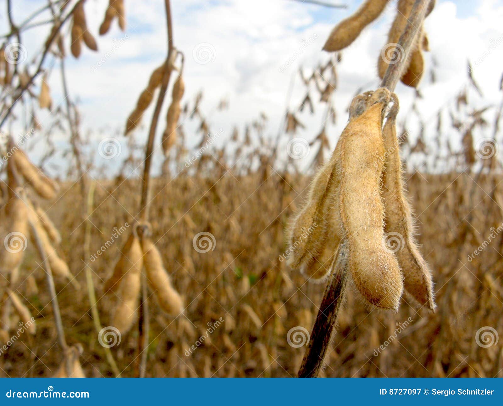 Soy bean field stock image. Image of crops, grain, fiber - 8727097