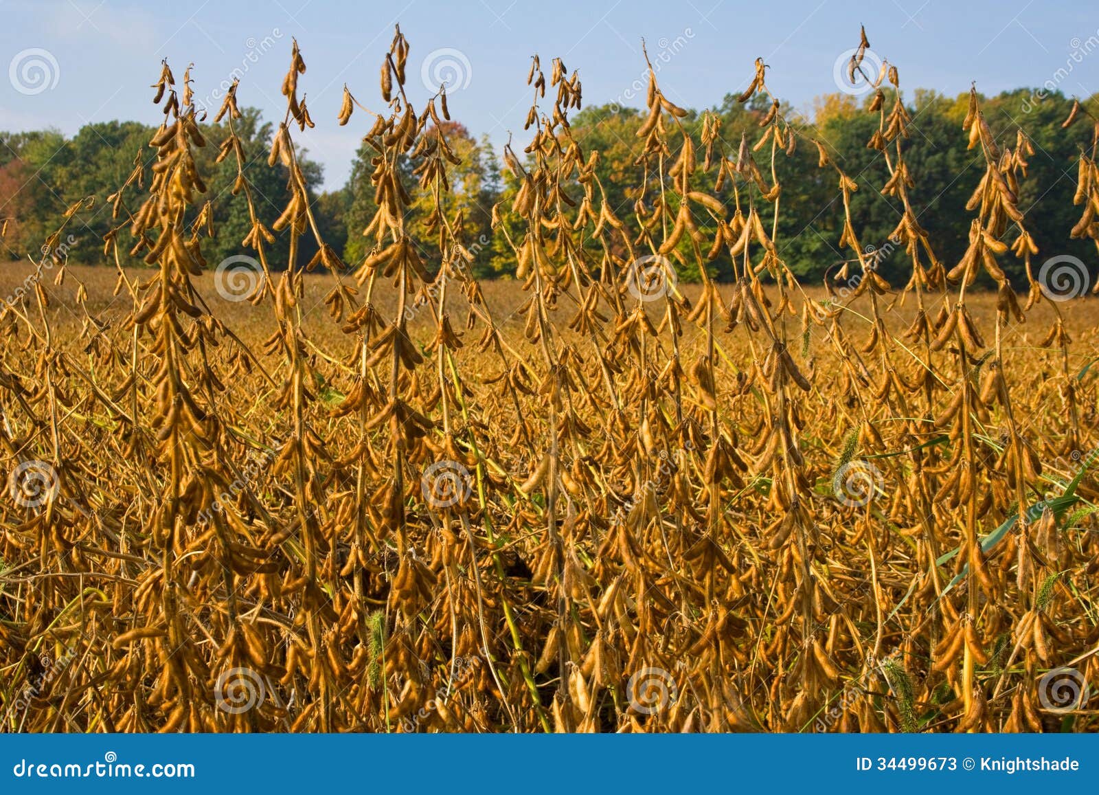 Soy Bean Field stock image. Image of vegitables, grow - 34499673