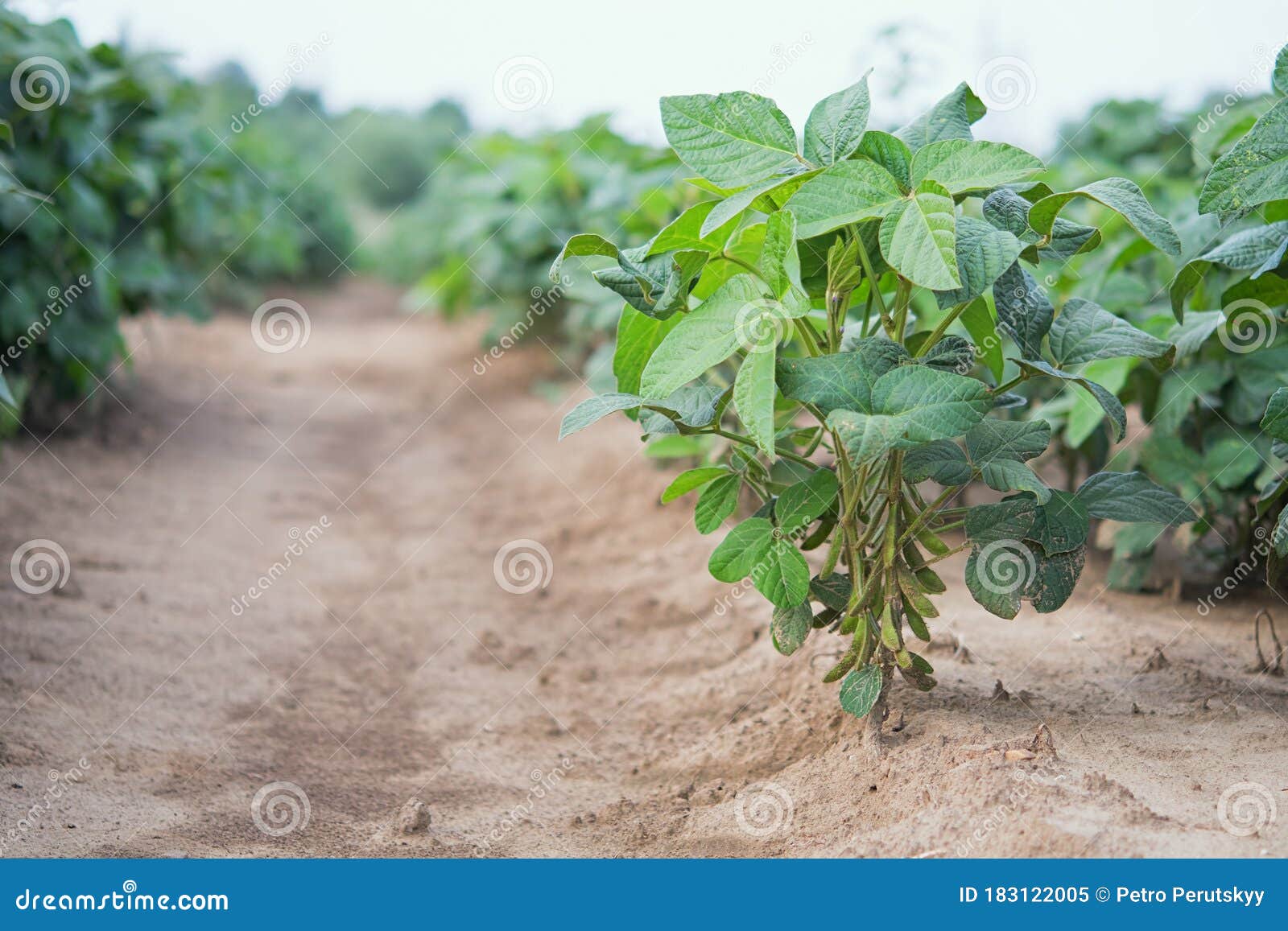 Soy bean plant stock image. Image of vegetables, healthy - 183122005