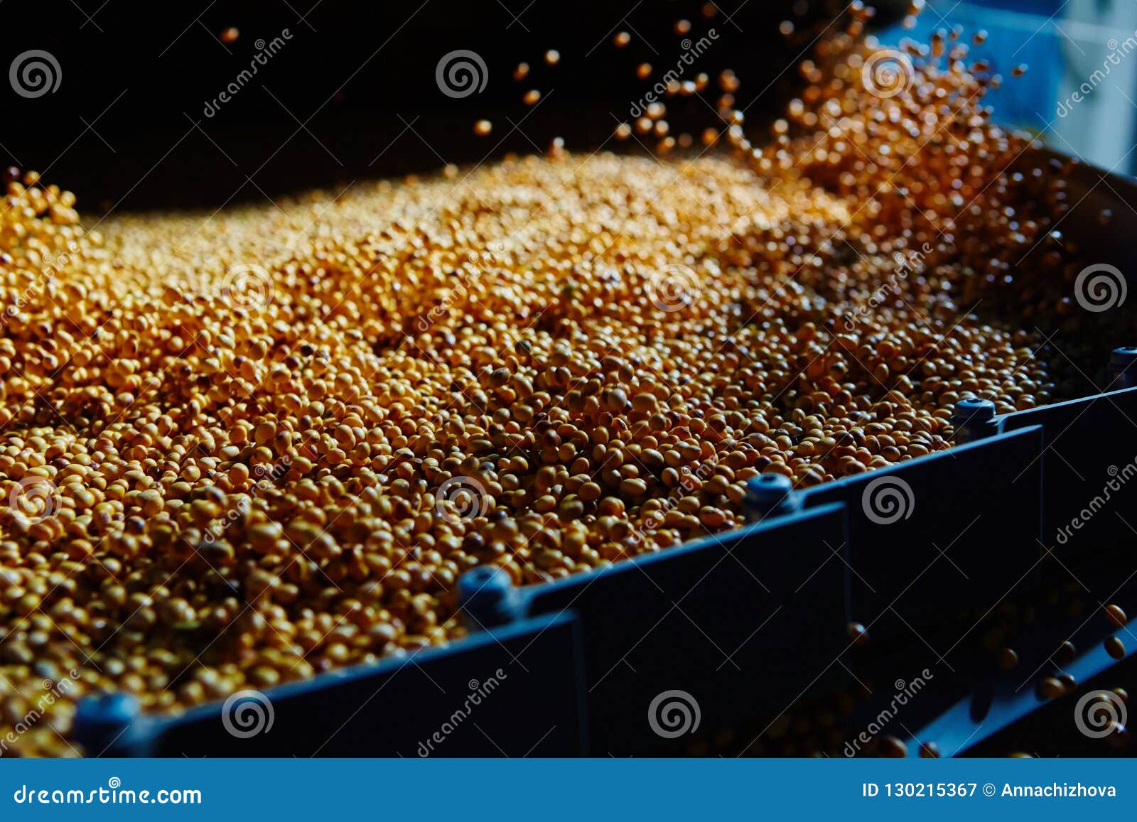 Soy Bean Seed before Crack. Shallow Dof. Stock Image - Image of fiber ...