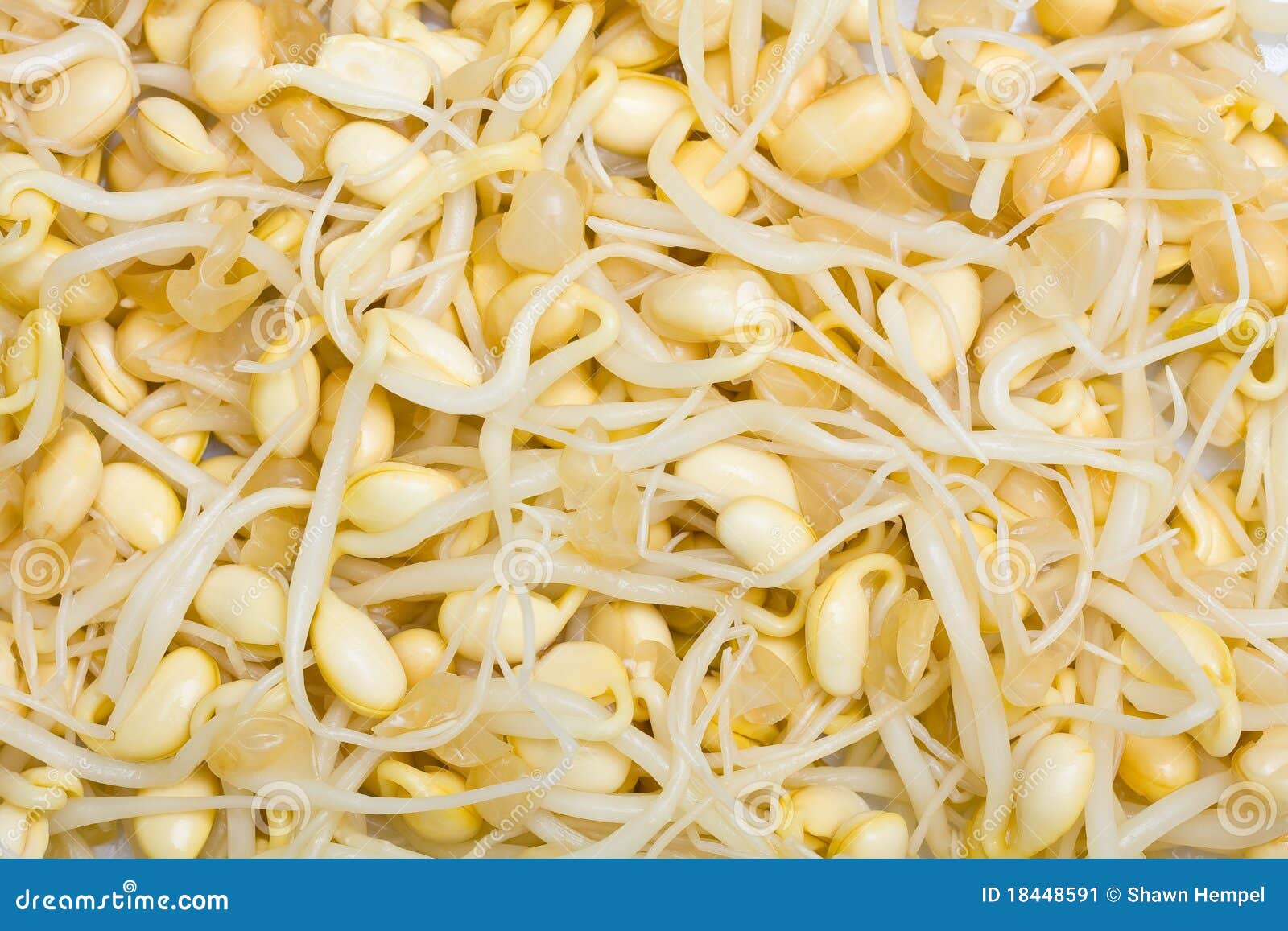 Soy bean sprouts stock image. Image of fresh, soya, vegetable - 18448591
