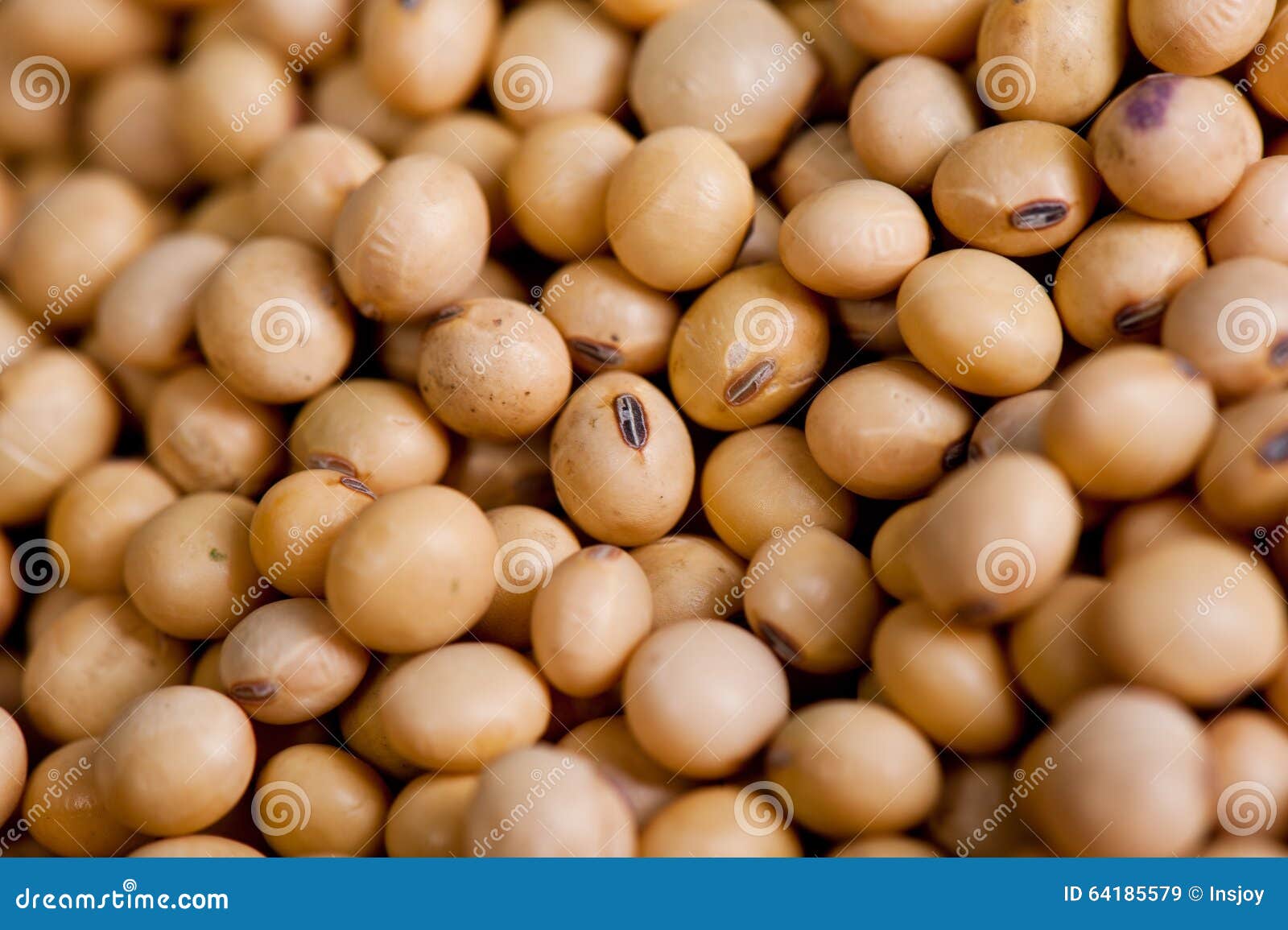 Soy bean stock image. Image of healthy, soybean, vegetable - 64185579