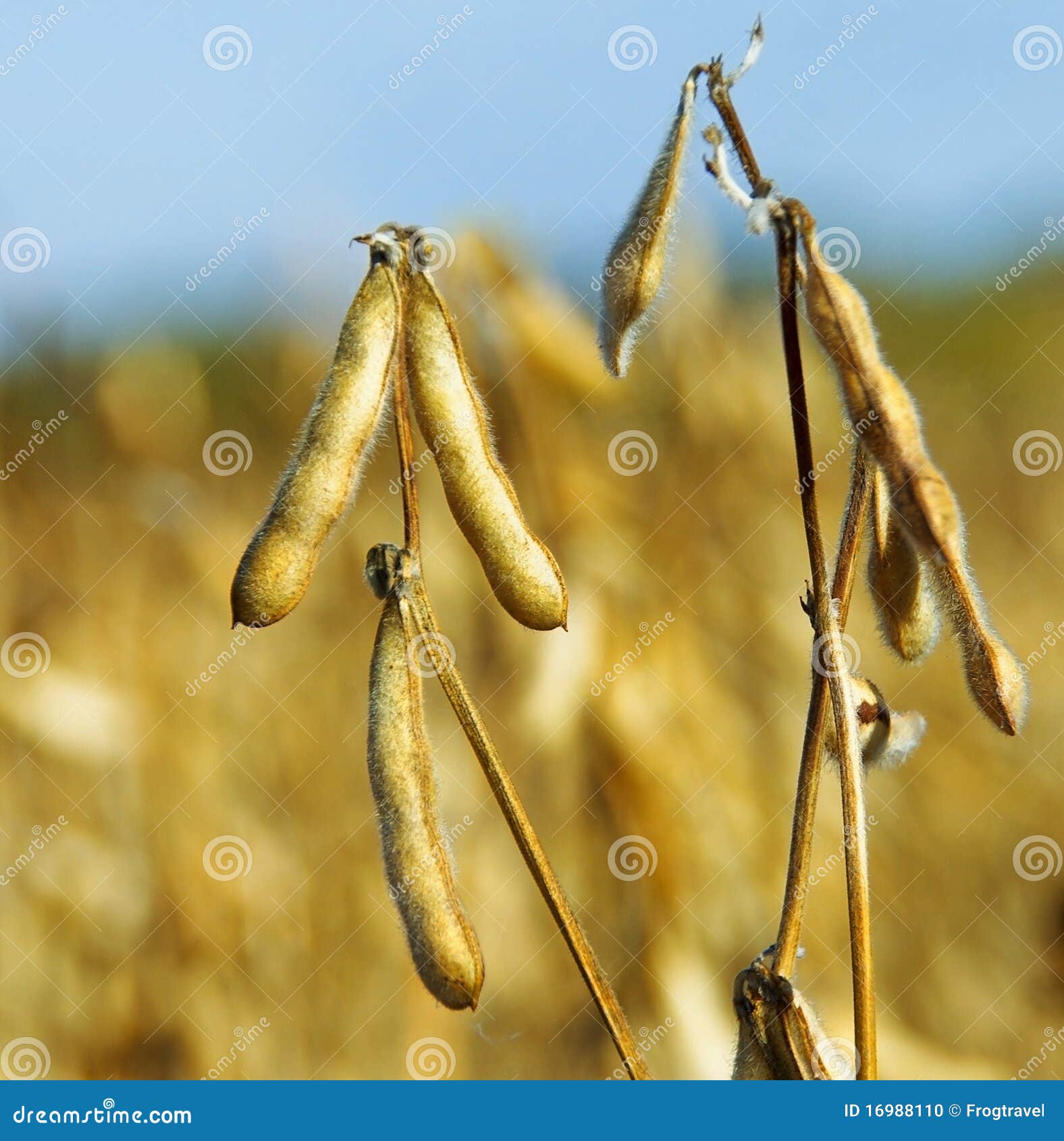 Soy beans field stock photo. Image of harvesting, fall - 16988110