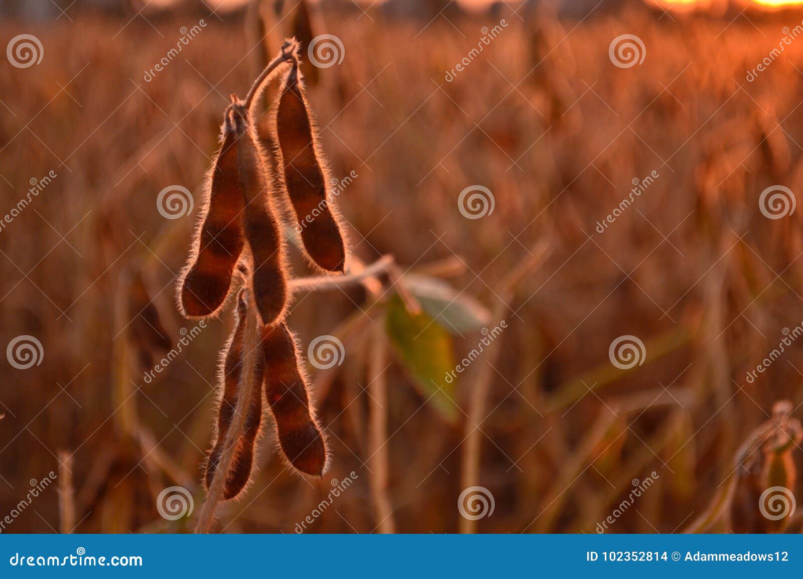 Soybeans stock photo. Image of brown, organic, growing - 102352814