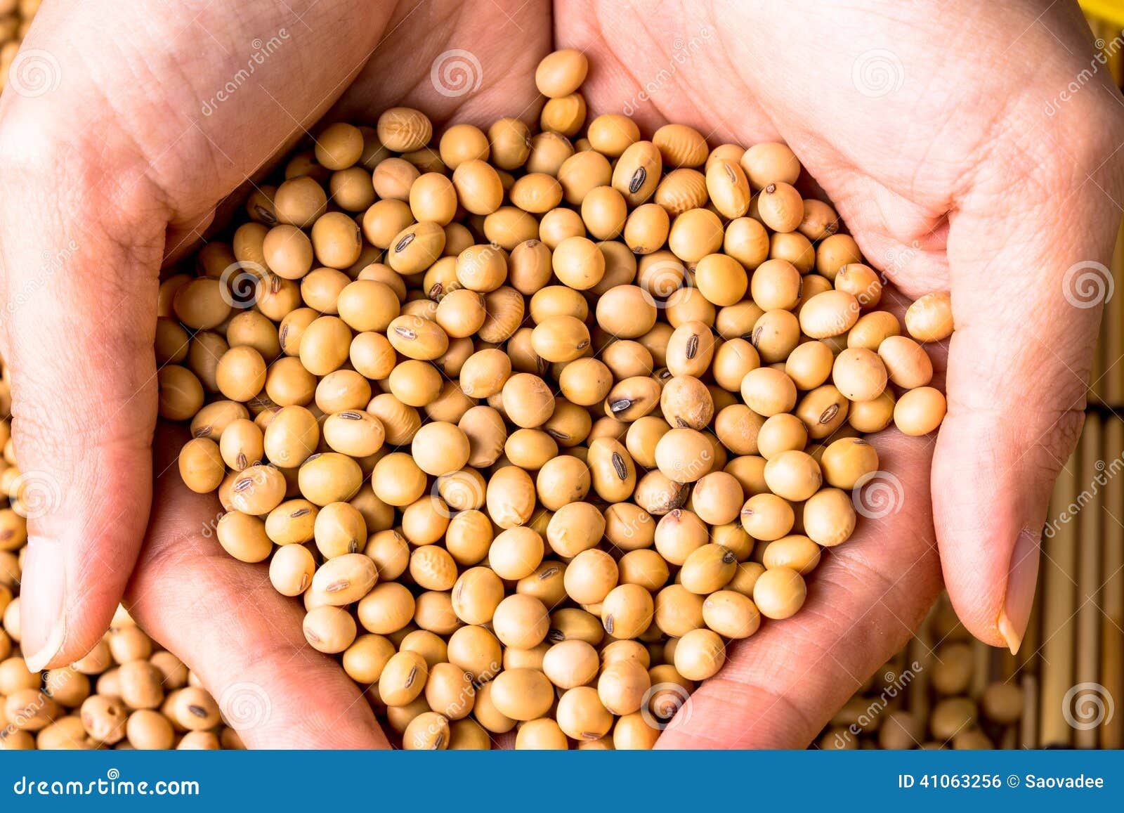 Soy beans stock photo. Image of grain, ingredient, agriculture - 41063256