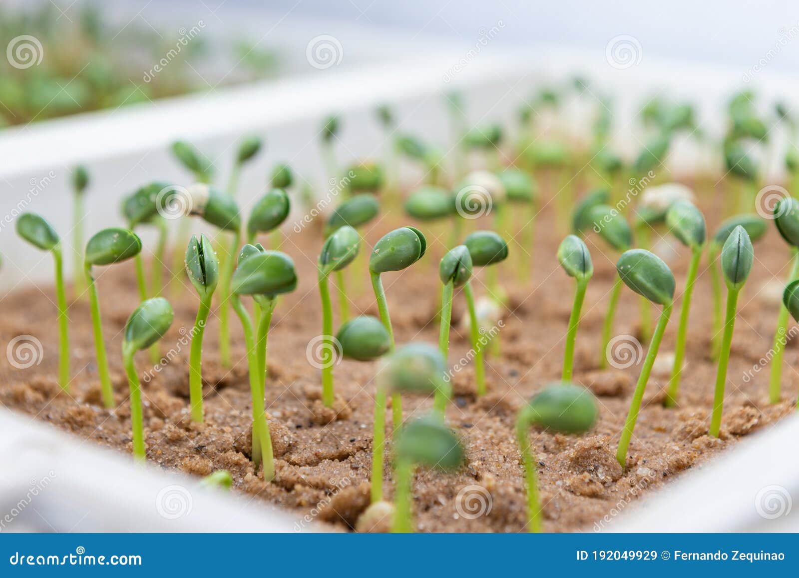 Soy Beans on Trays Inside a Laboratory Stock Image - Image of ...