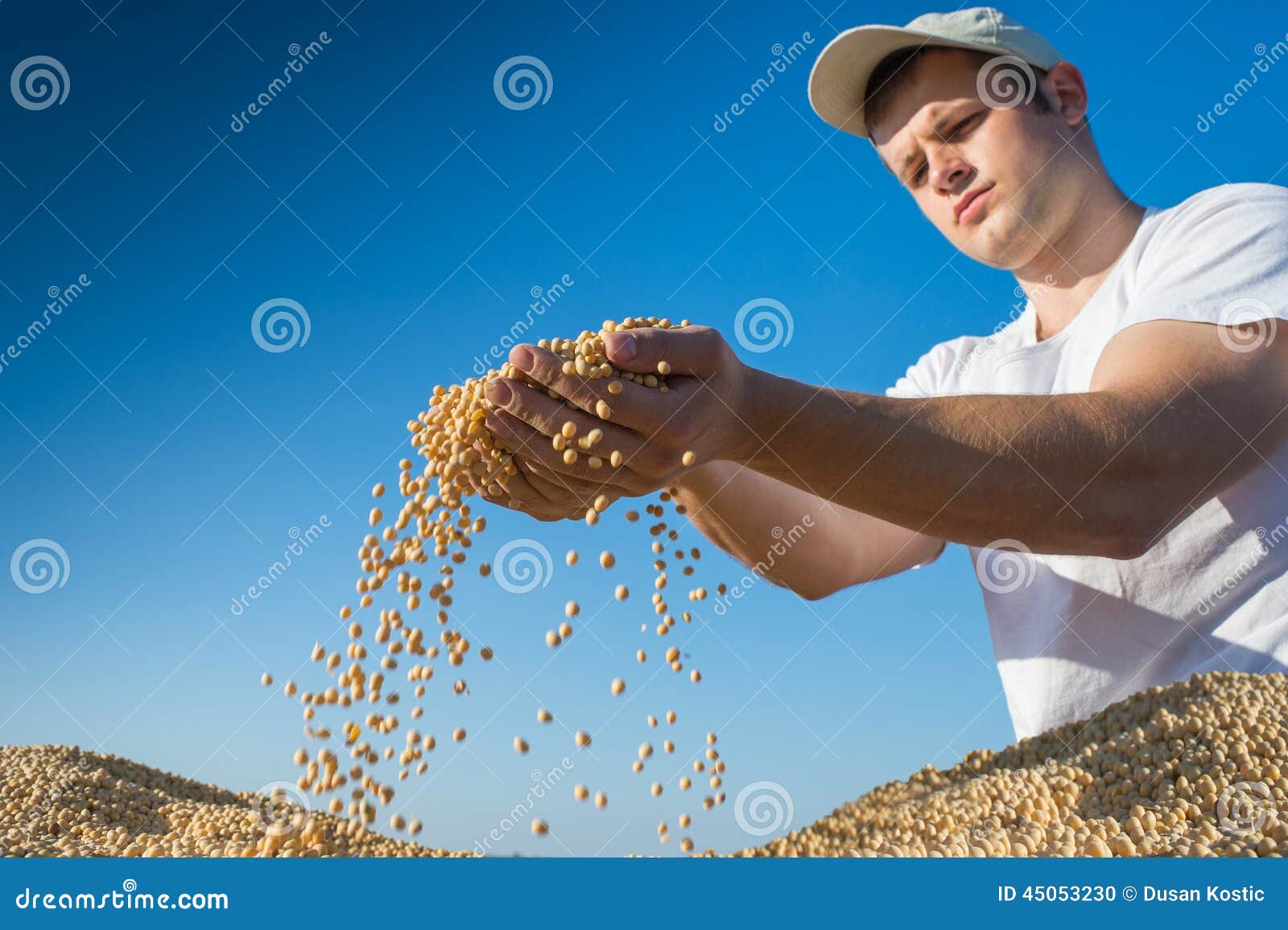 Soy beans stock photo. Image of soybean, agriculture - 45053230