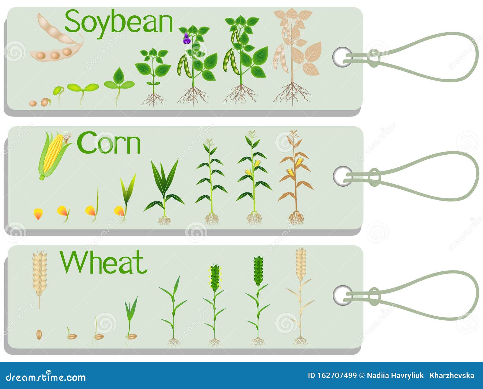 Wheat Plant Growth Stages Development. Triticum Aestivum. Species Of ...