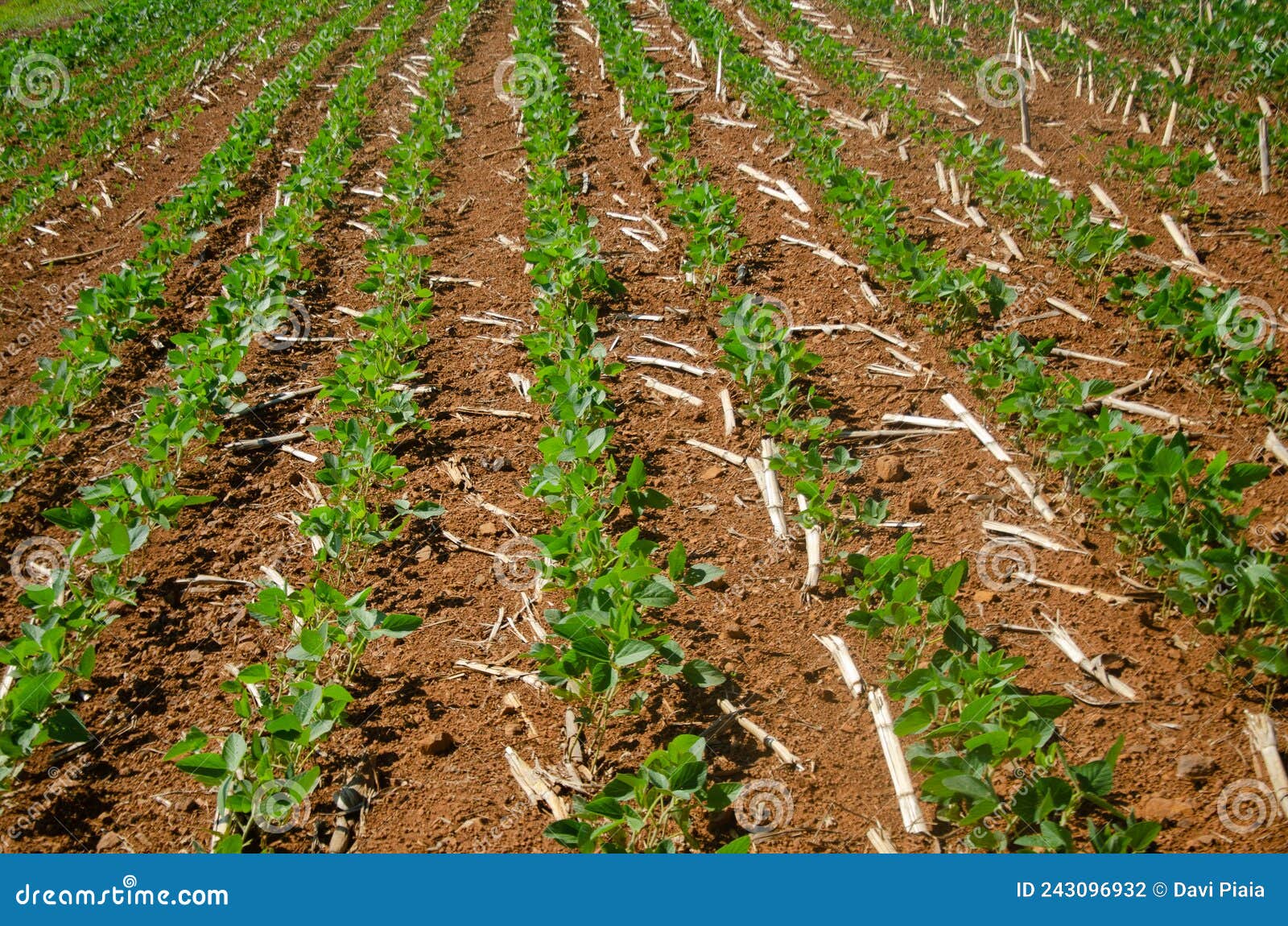 Soy Cultivation, Monoculture, Agribusiness Stock Photo - Image of ...
