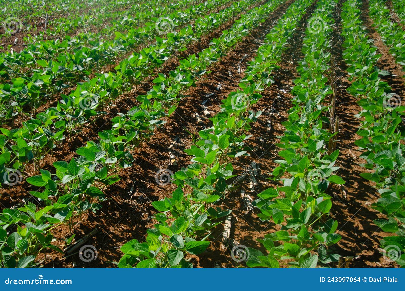Soy Cultivation, Monoculture, Agribusiness Stock Photo - Image of field ...