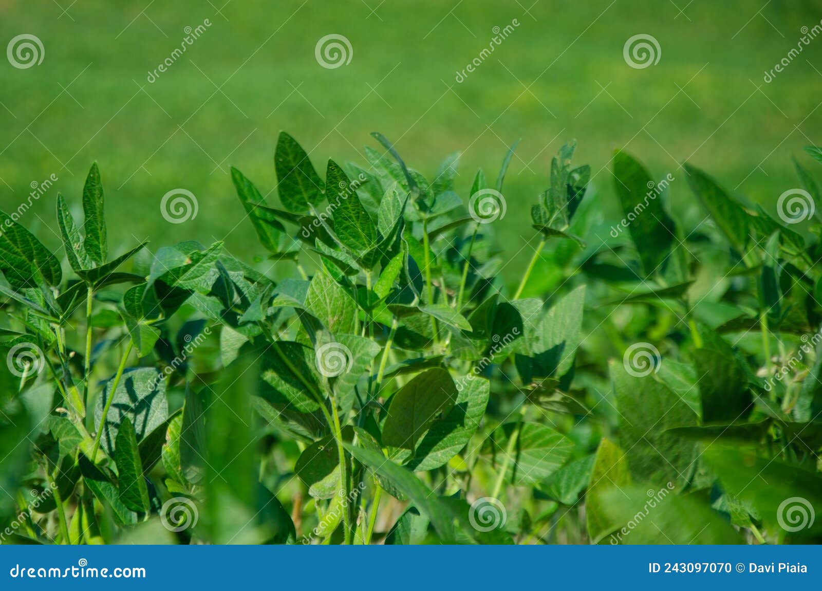 Soy Cultivation, Monoculture, Agribusiness Stock Photo - Image of ...