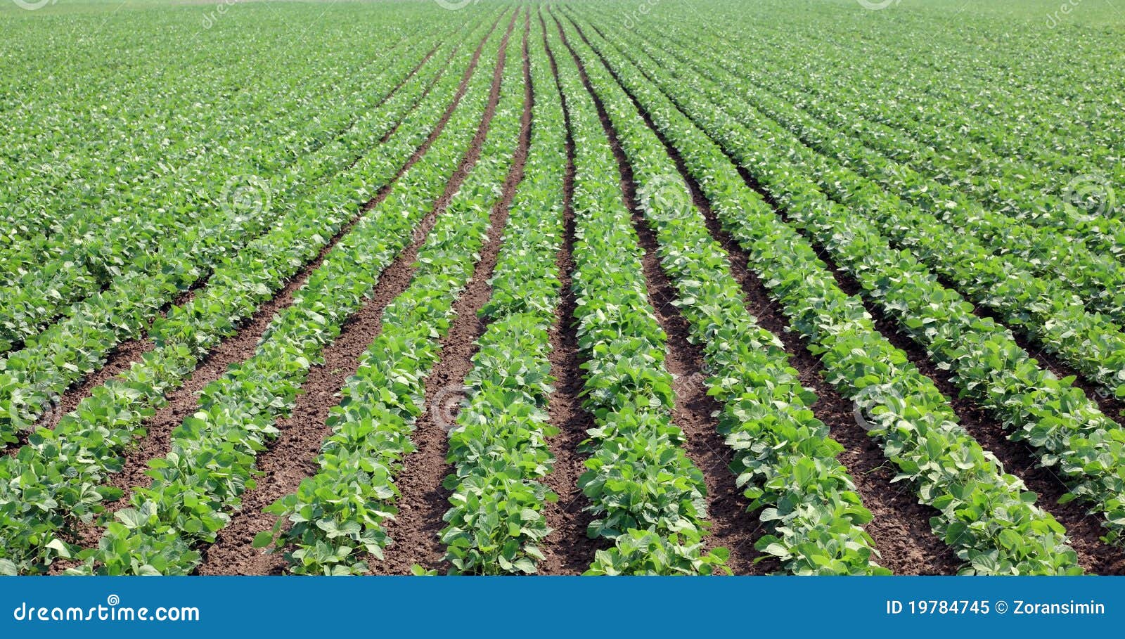 Soy field stock image. Image of focus, rural, farm, field - 19784745