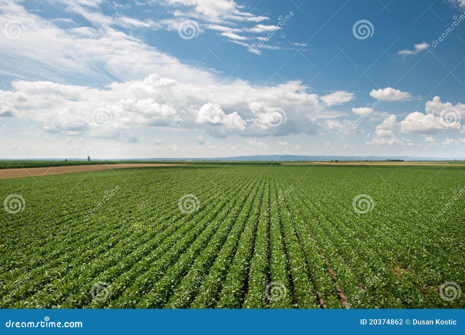 Soy field stock photo. Image of leaf, plant, food, crop - 20374862