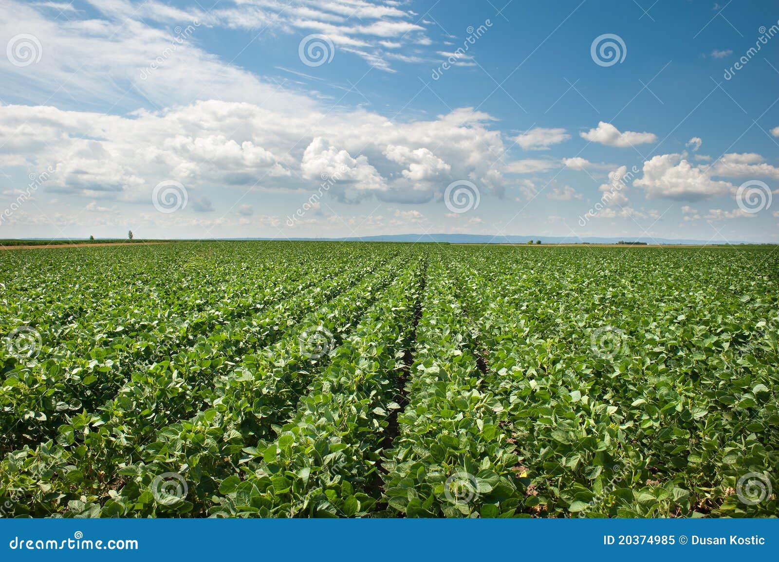 Soy field stock image. Image of growth, organic, food - 20374985