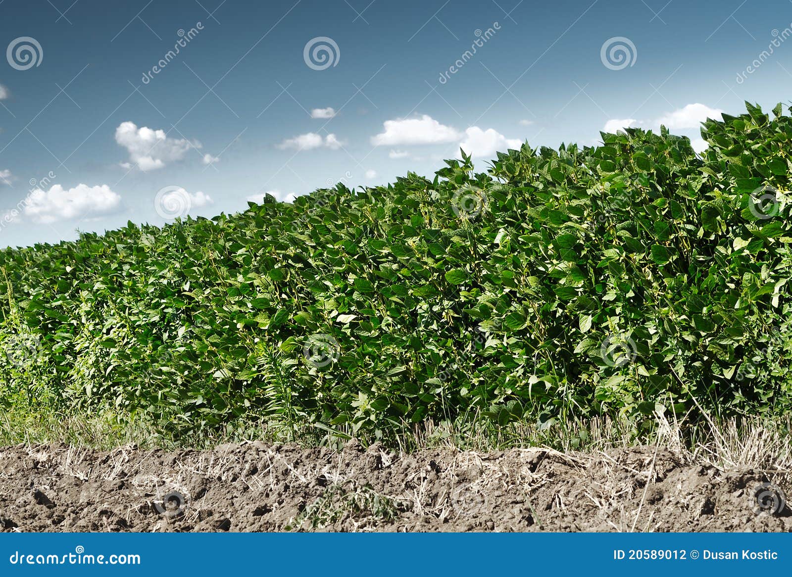 Soy field stock photo. Image of vegetable, summer, cereal - 20589012