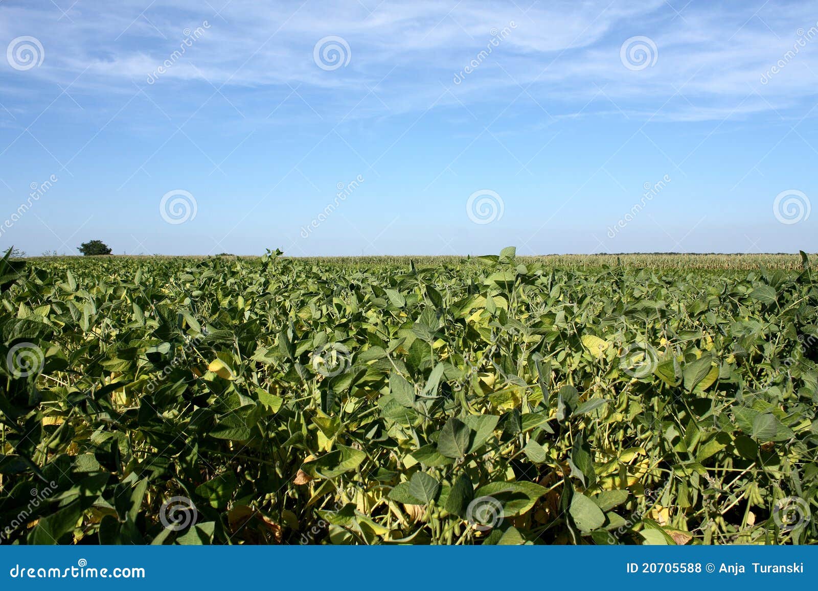 Soy field stock photo. Image of gather, land, fertile - 20705588