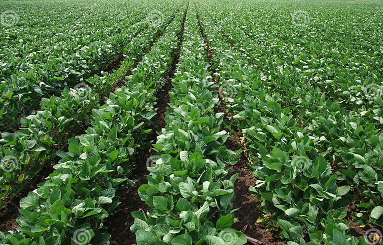 Soy field stock image. Image of farmland, cultivated, season - 5616873