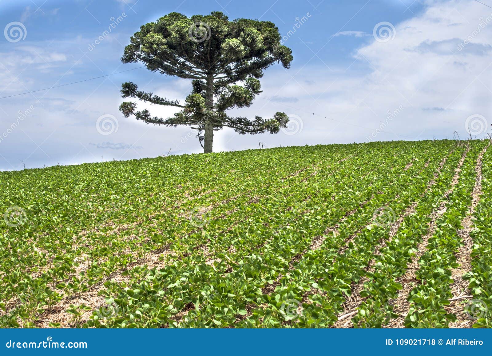 Soy field stock photo. Image of araucariaceae, blue - 109021718