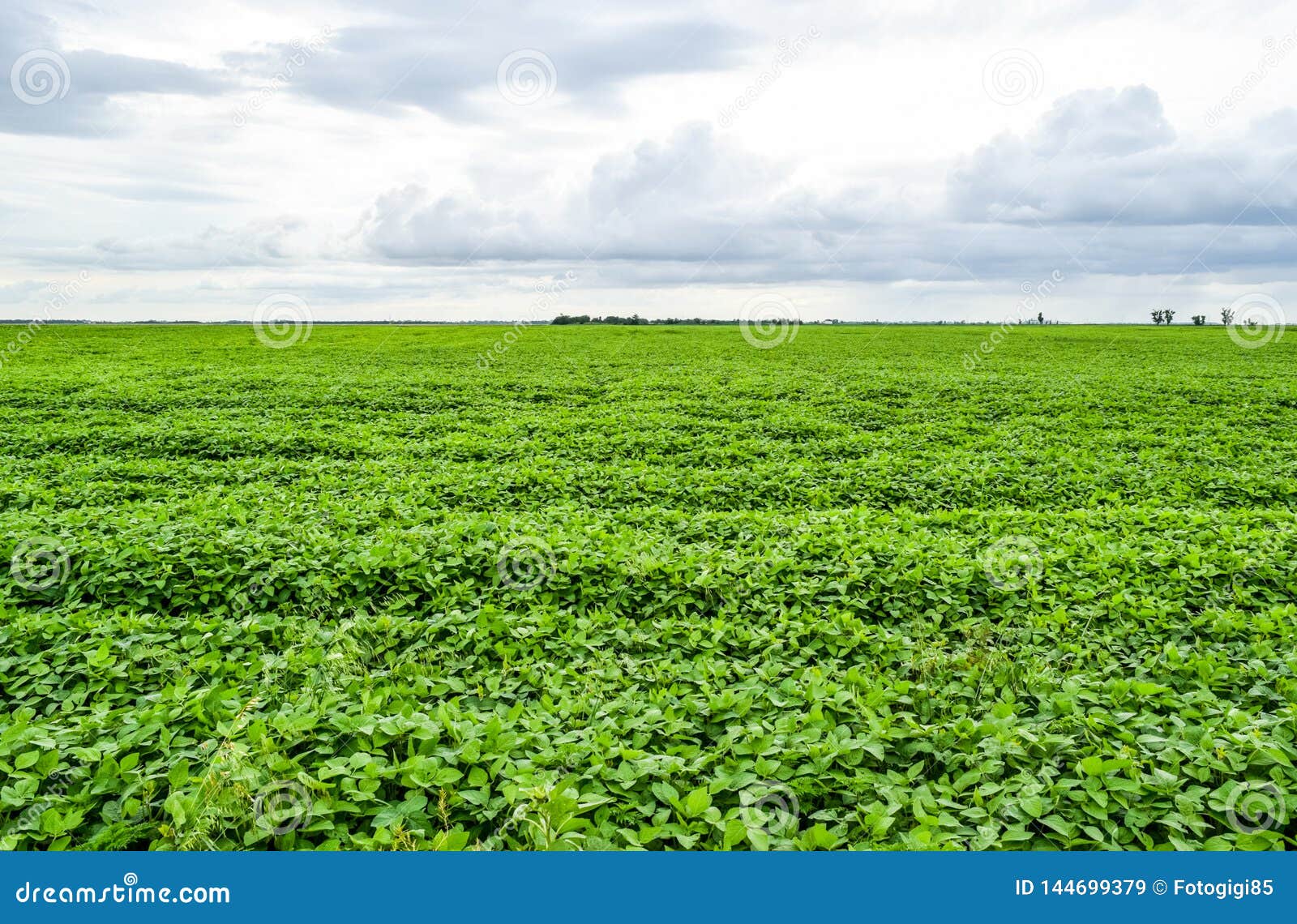 The Soy field stock image. Image of growth, industry - 144699379