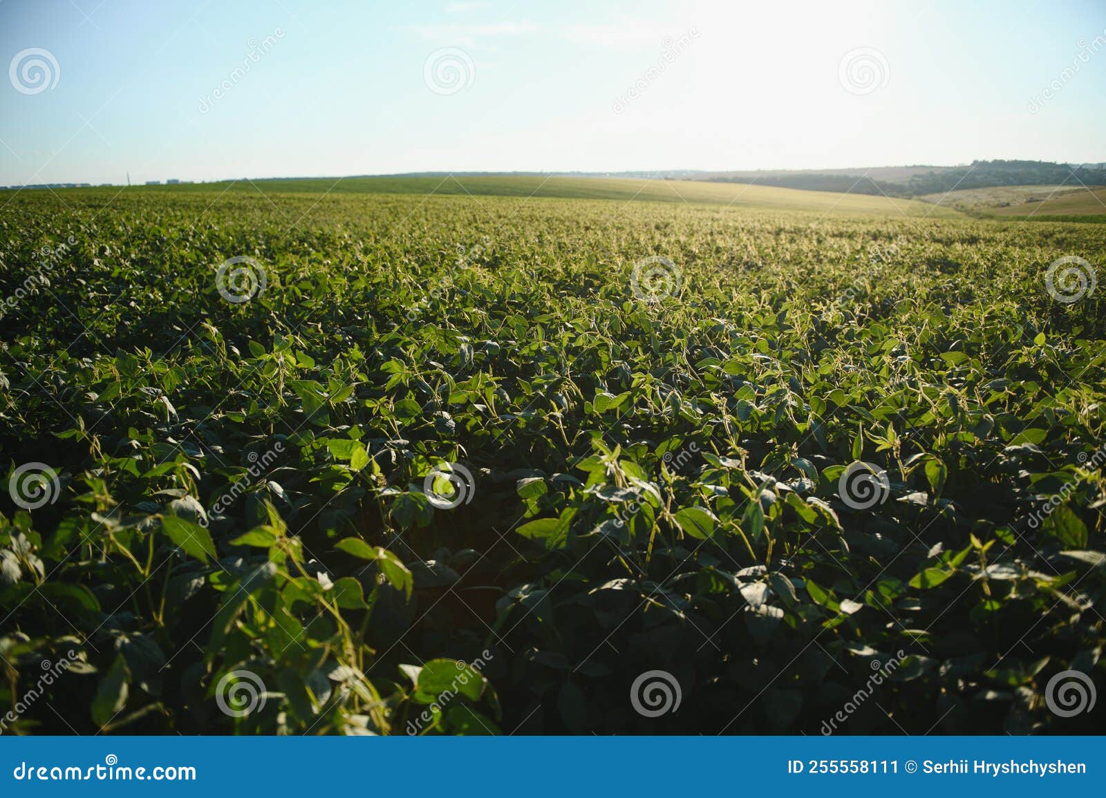 Soy Field in Early Morning. Soy Agriculture. Stock Image - Image of ...