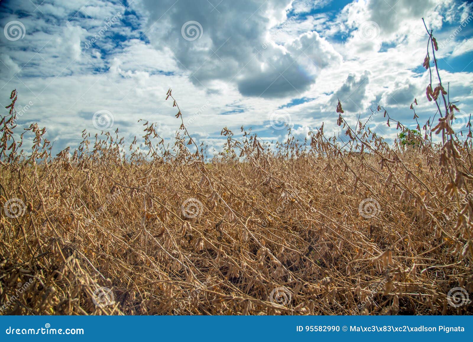 Soy Field Plantation Soybean Stock Photo - Image of natural, growing ...