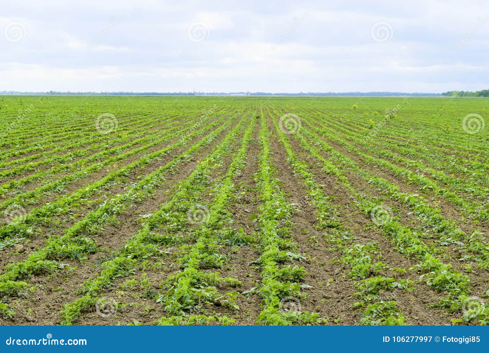The Soy field. stock image. Image of nature, hill, farm - 106277997