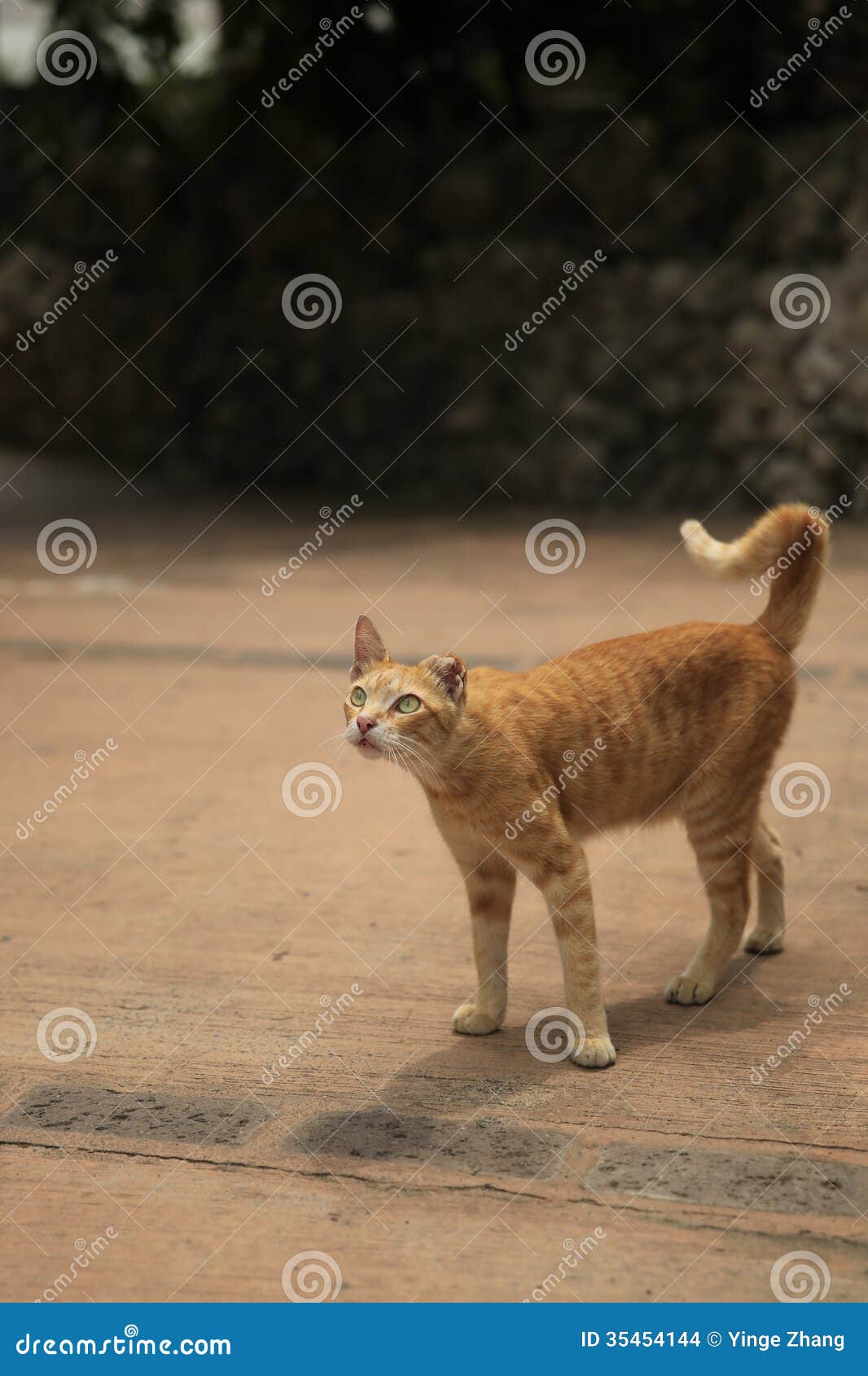 Soy forastero foto de archivo. Imagen de peligro, animal - 35454144