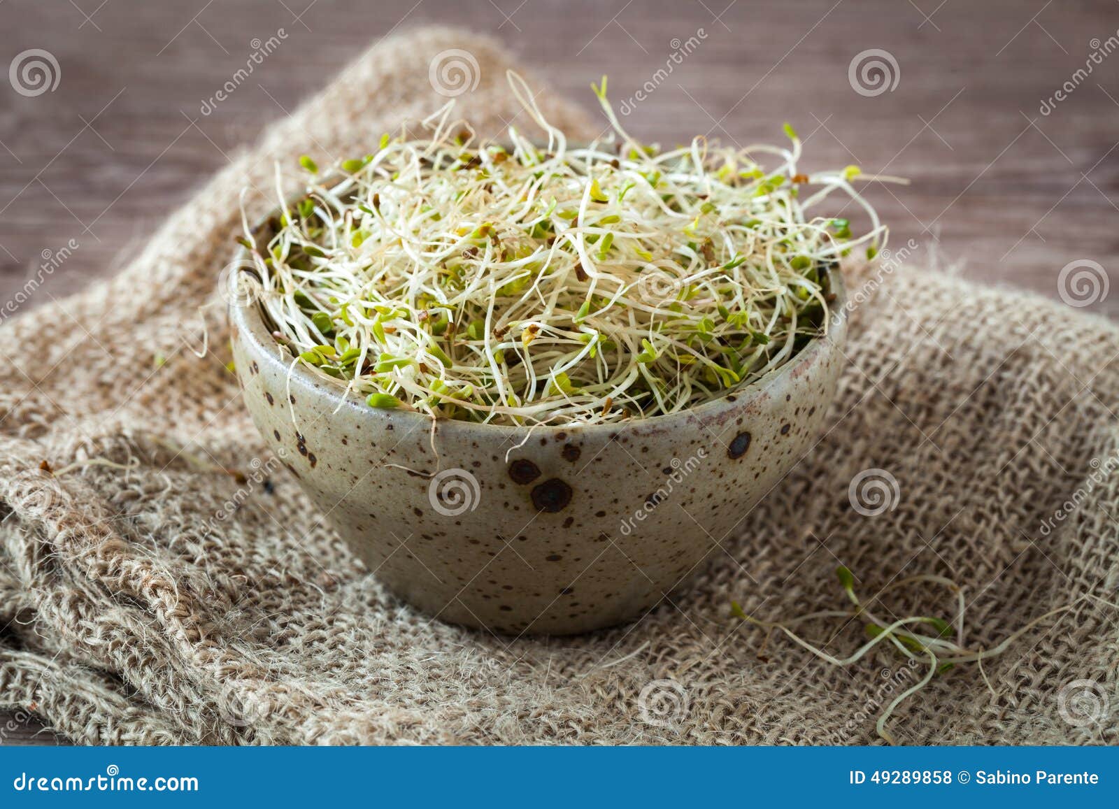 Soy germs stock photo. Image of salad, green, sprouts - 49289858
