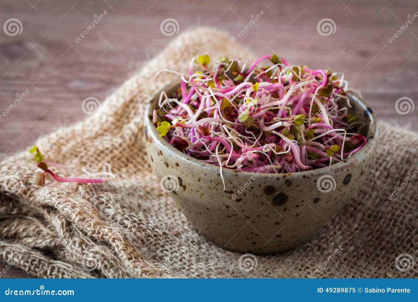 Soy germs stock image. Image of plant, wellness, healthy - 49289875