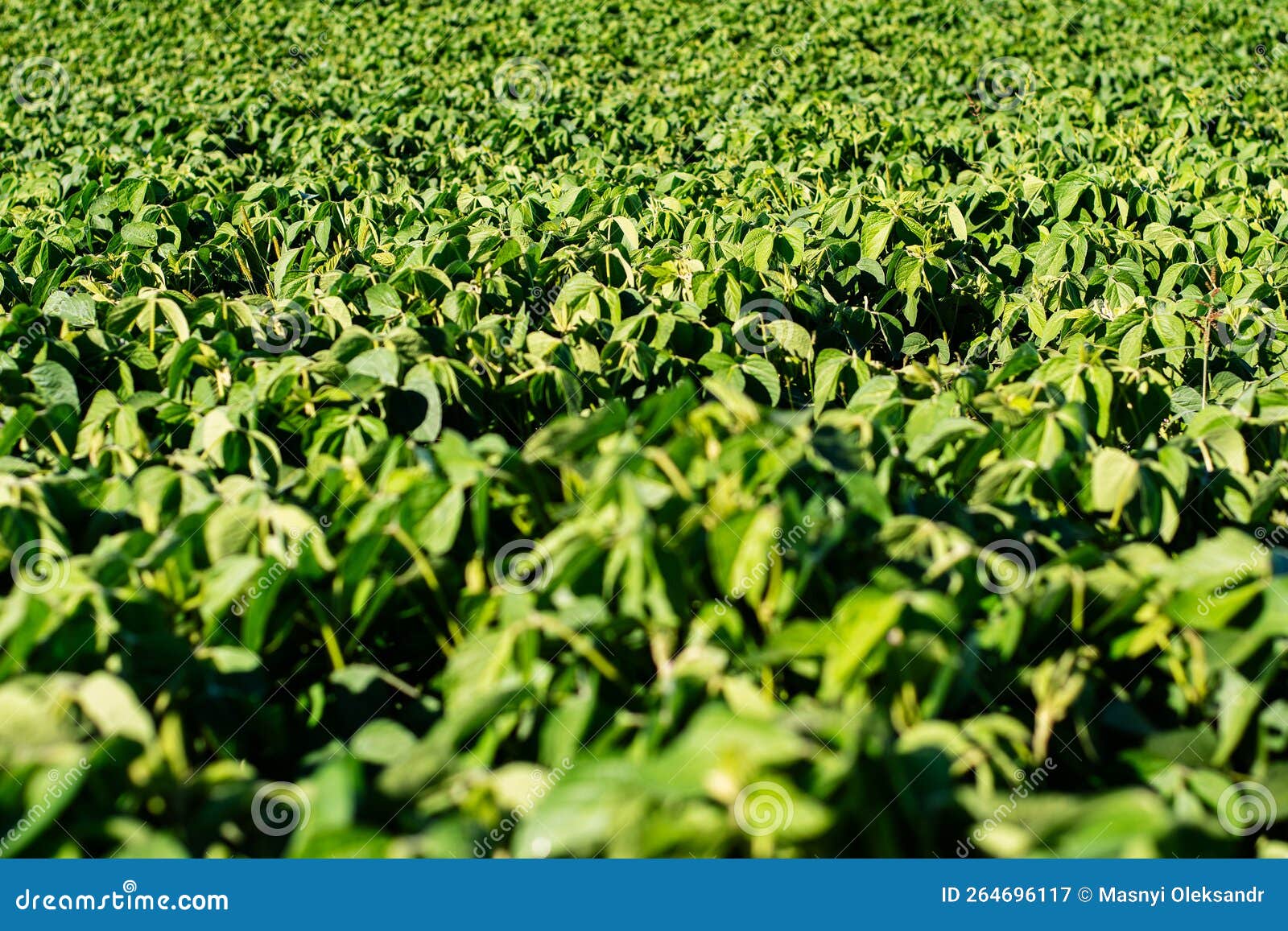 Soy Grows on a Farm Field. Green Background Stock Image - Image of ...