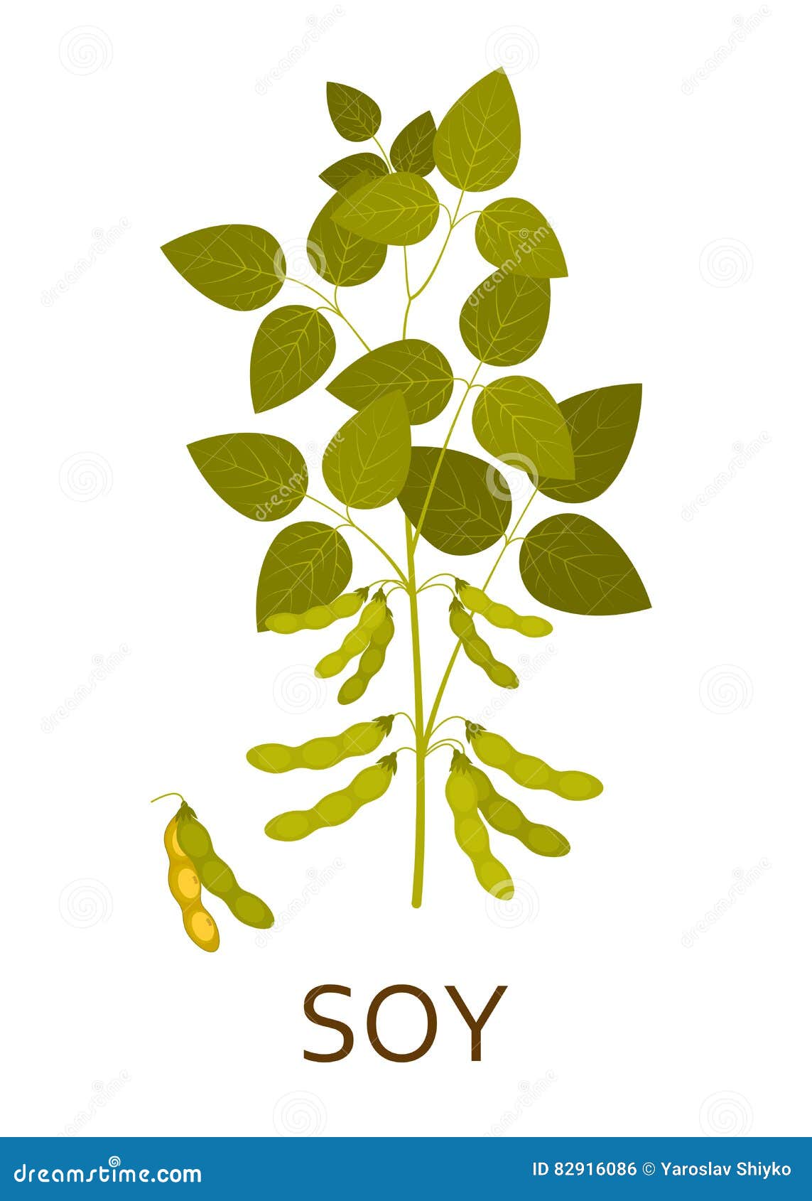 Soy Plant with Leaves and Pods Stock Vector - Illustration of diet ...