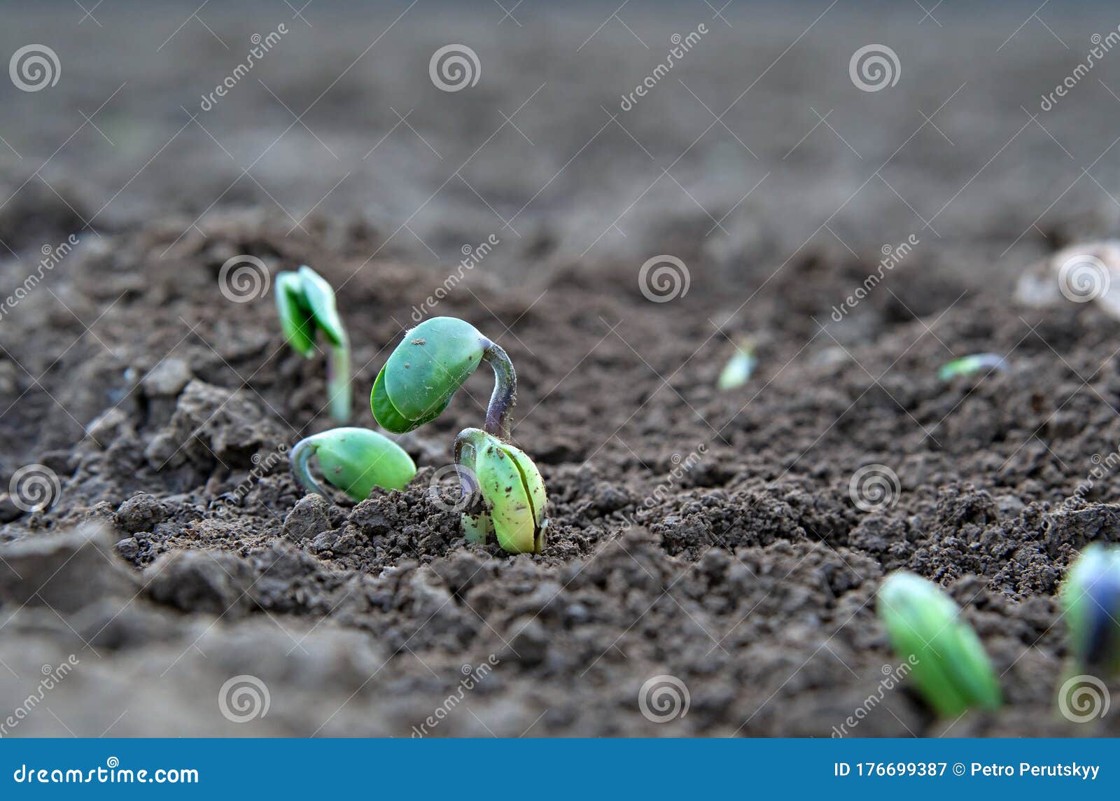 Soy plant sprouting stock image. Image of spring, soya - 176699387 Soy plant sprouting stock image. Image of spring, soya - 176699387