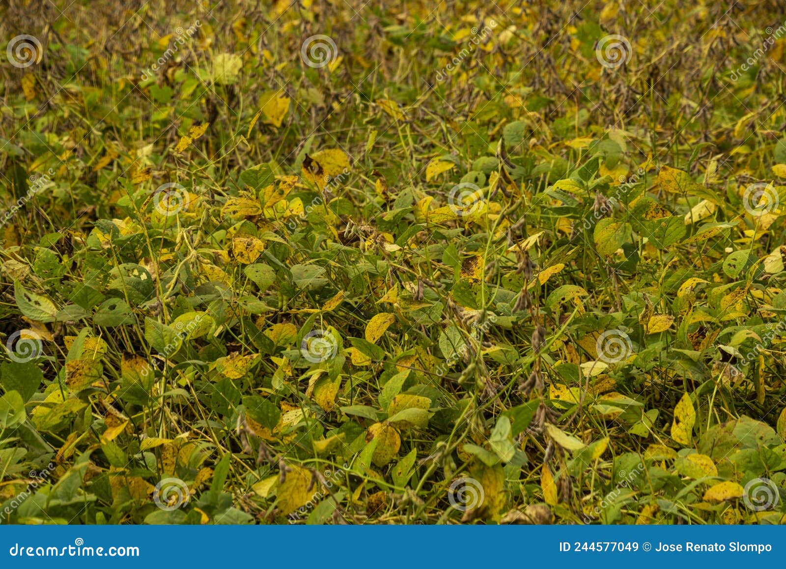 Soy Plantation almost at Harvest Point Stock Image - Image of leaf ...