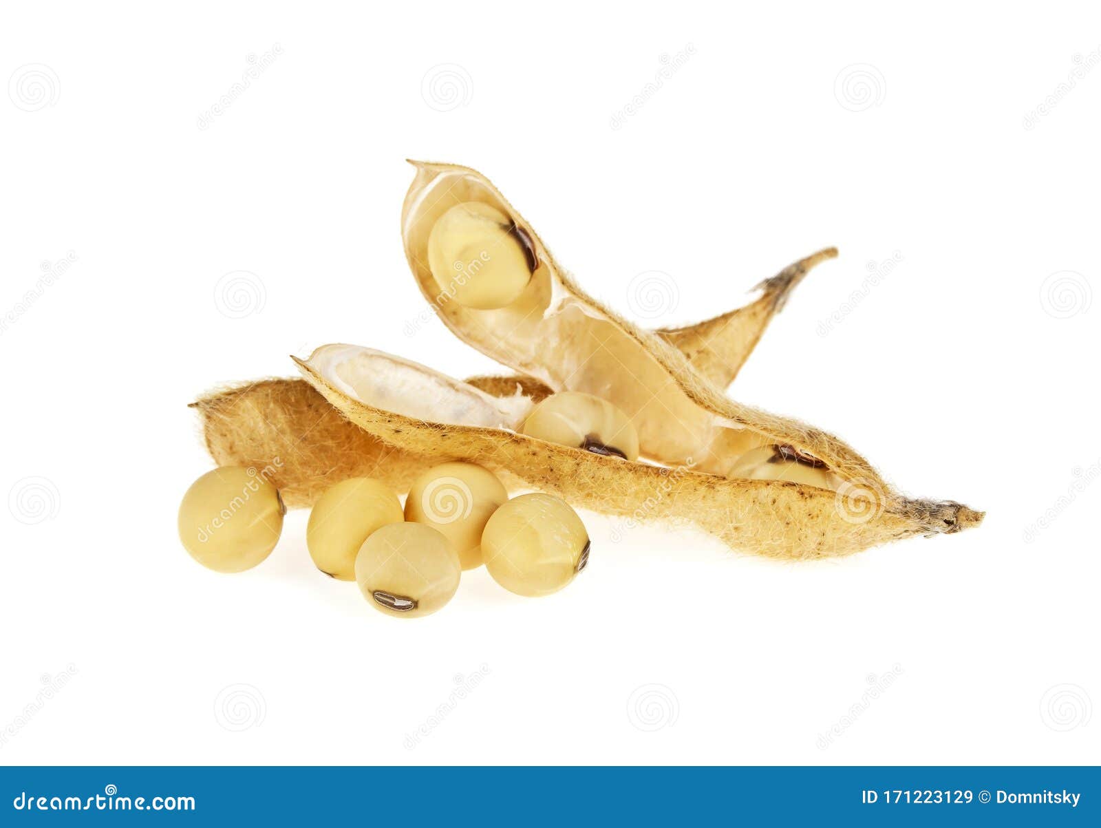 Soy Pods Isolated on White Background Stock Image - Image of protein ...