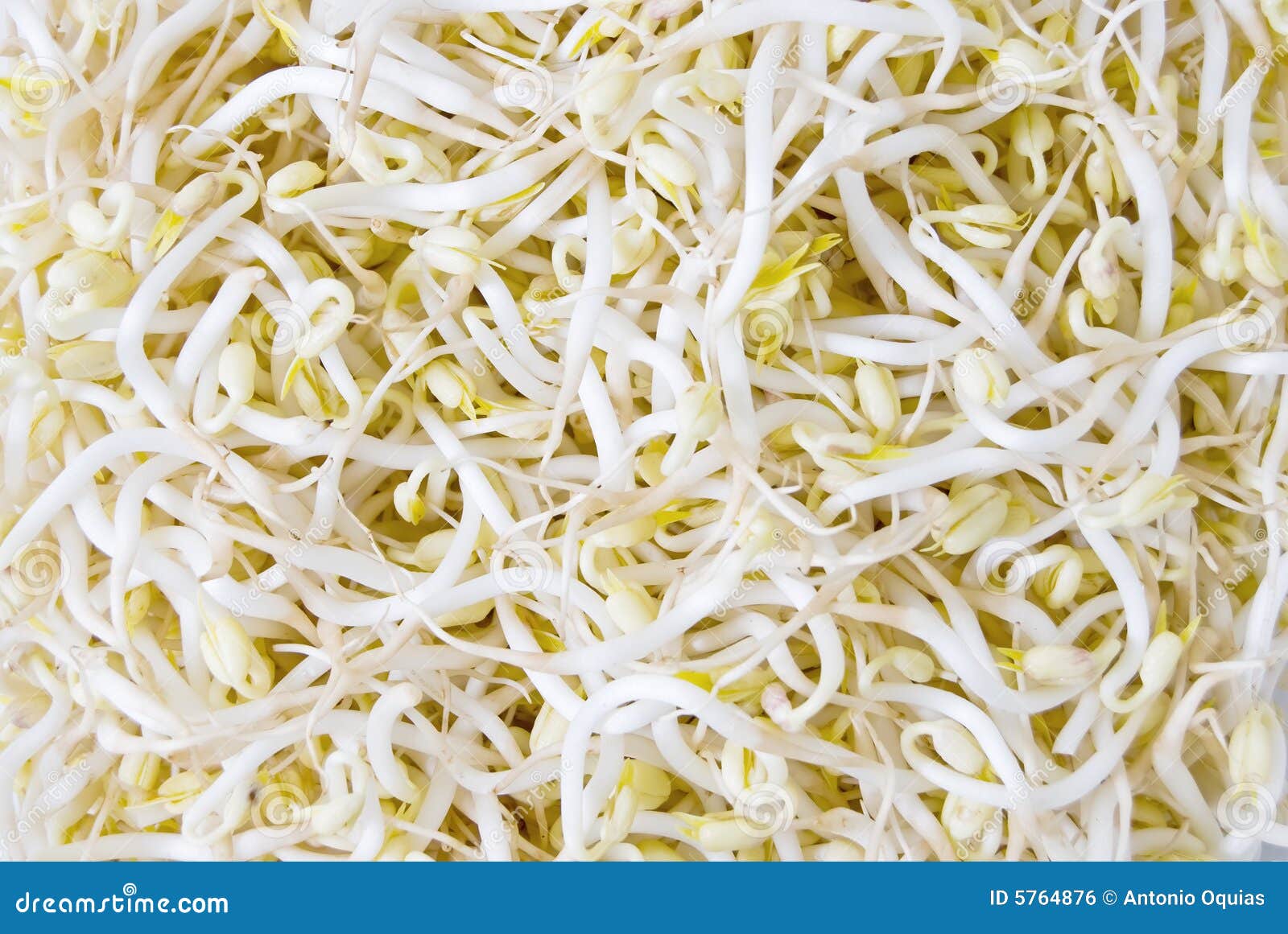 Soy Sprouts stock photo. Image of growth, soybean, vegetable - 5764876