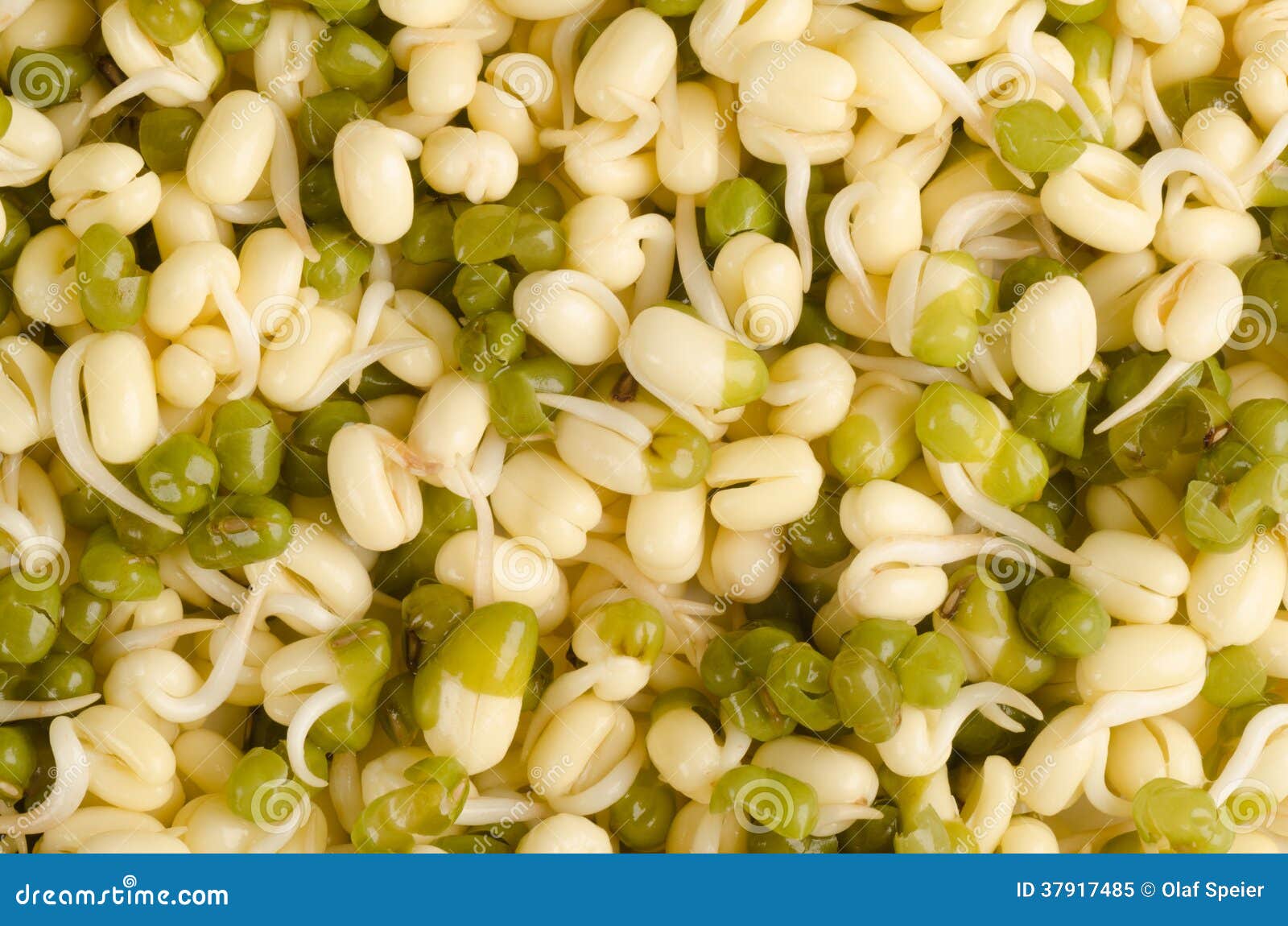 Soy sprouts stock image. Image of vegetarian, horizontal - 37917485