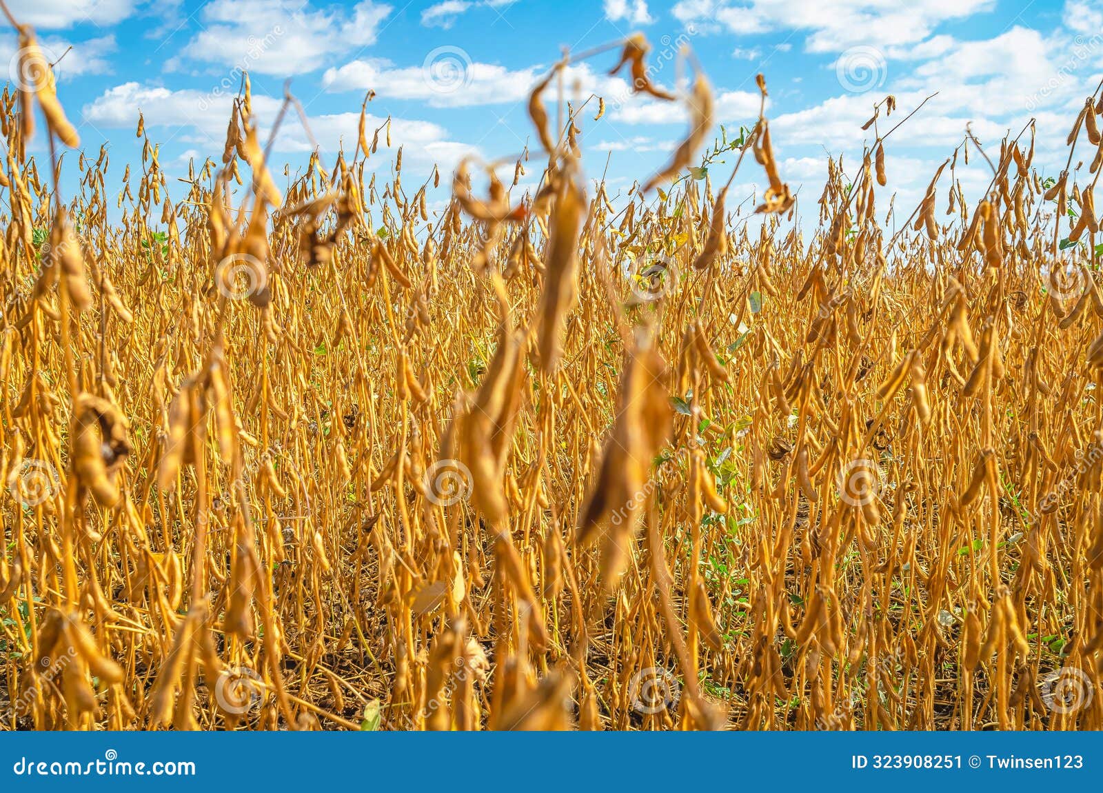 Soy Stalks in Field. Cultivation of Soy Crops Stock Image - Image of ...