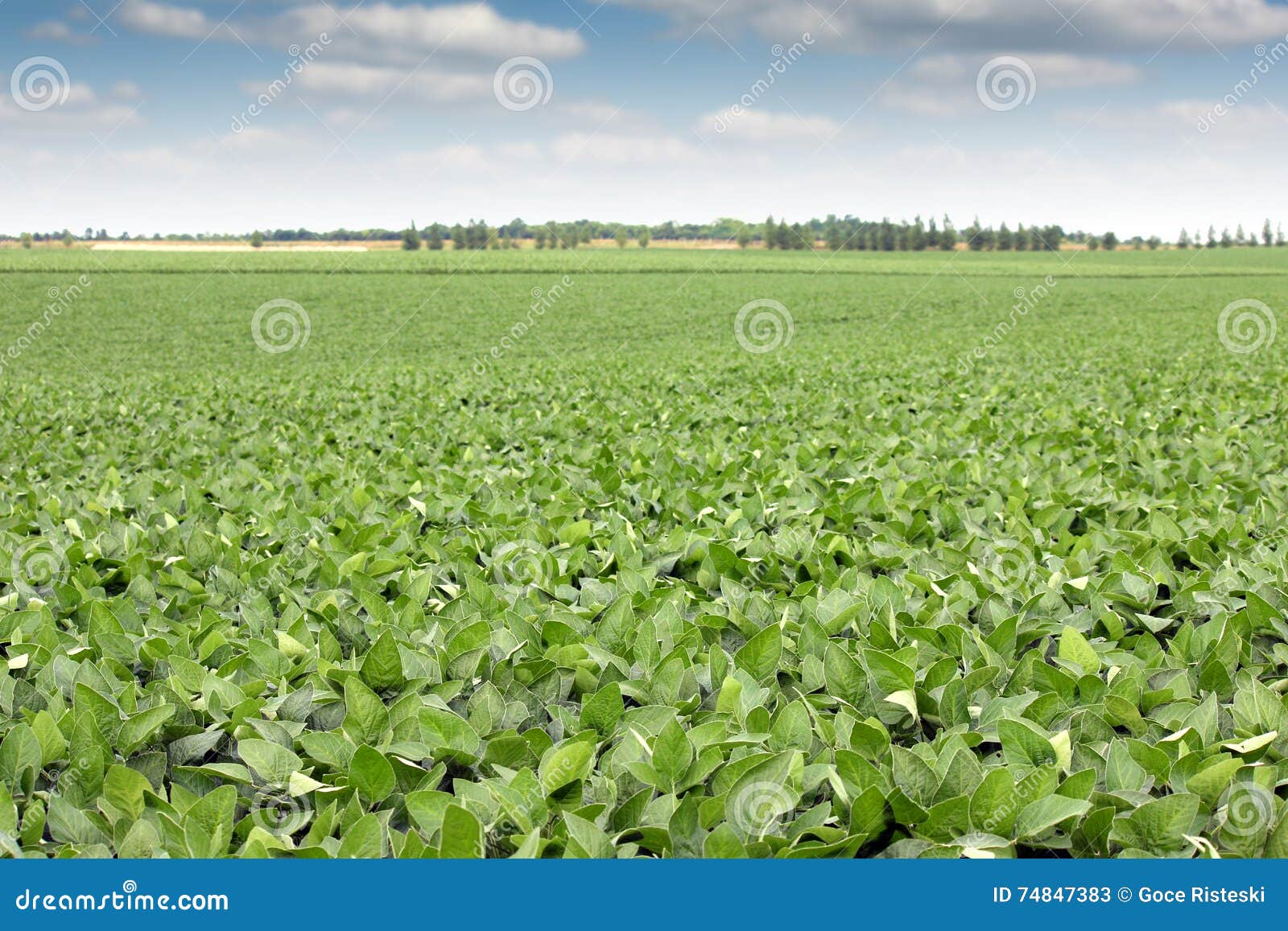 Soya bean field landscape stock image. Image of field - 74847383