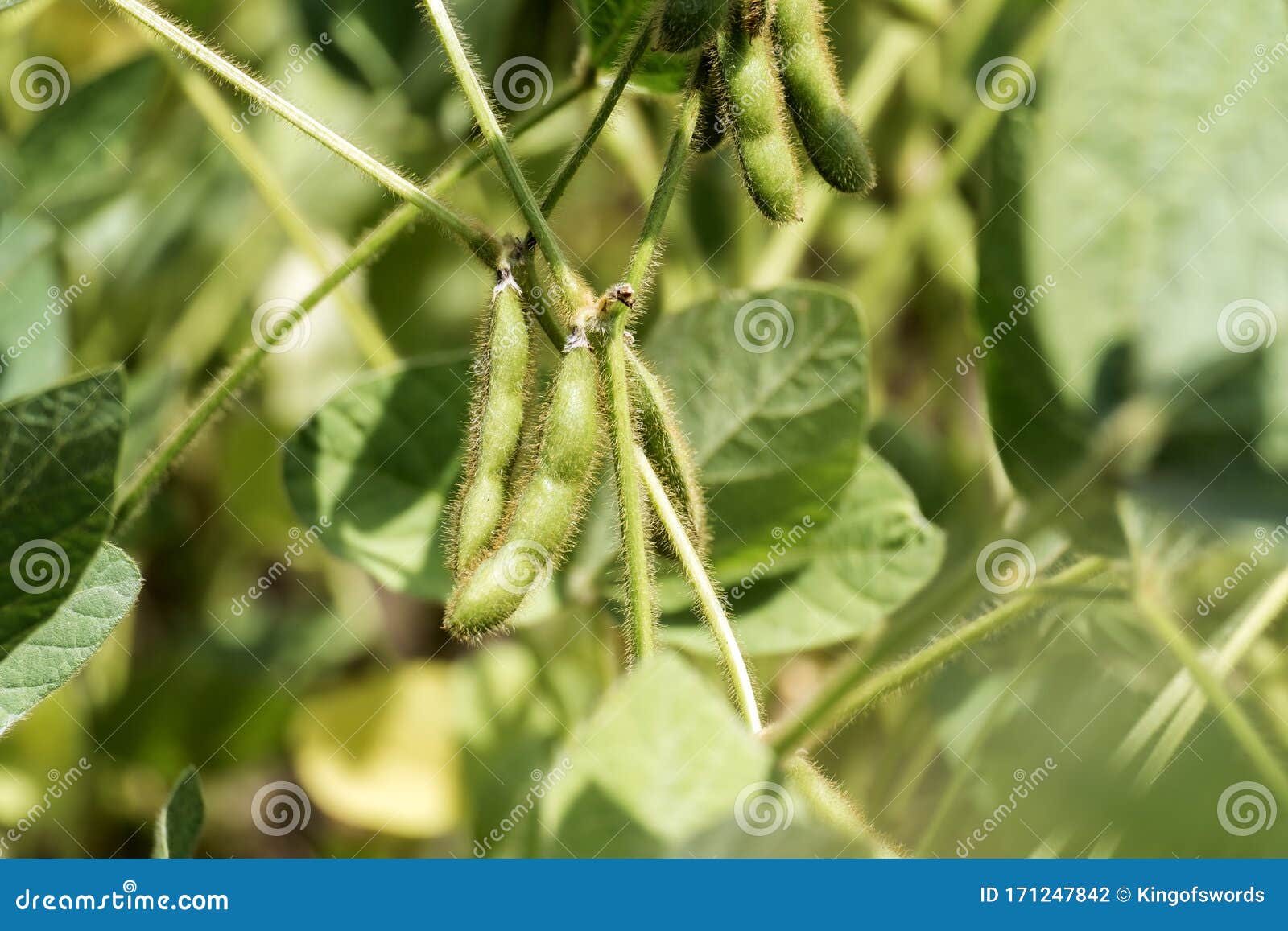 Soya bean fruit stock photo. Image of fabaceae, angiosperms - 171247842
