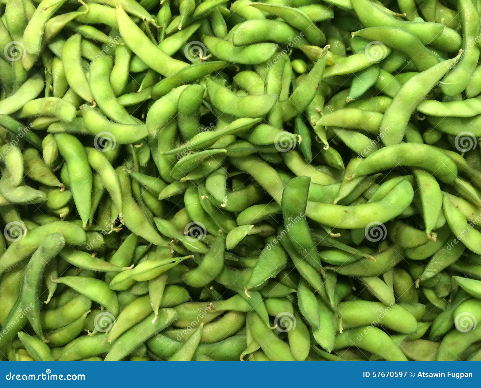 Soya bean stock image. Image of organic, india, soybeans - 57670597